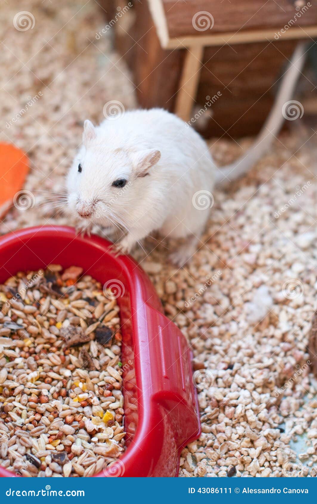 Gerbil stock image. Image of cage, vertical, mammal, meriones - 43086111