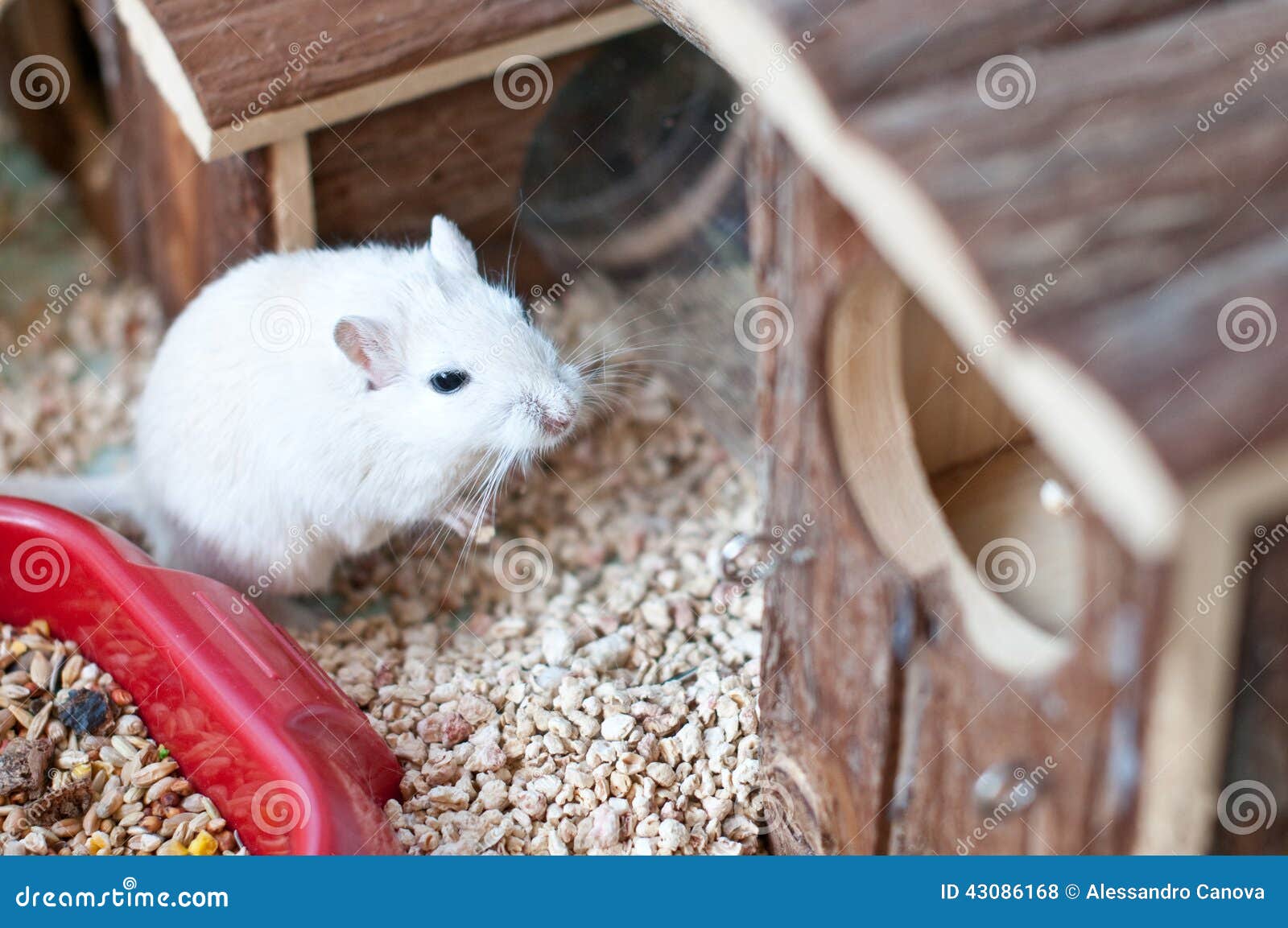Gerbil stock photo. Image of white, gerbil, horizontal - 43086168