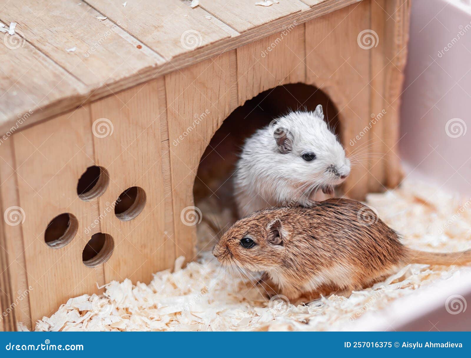 Gerbils Meriones Mongolianos Como Mascota Imagen de archivo - Imagen de ...