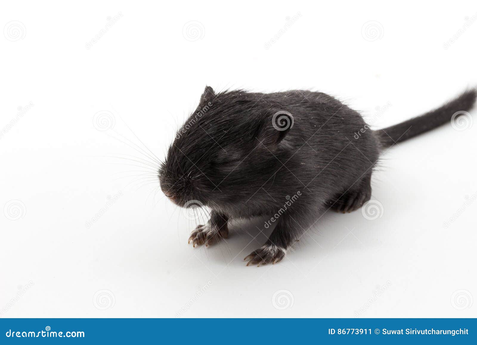 Gerbo Do Mongolian Da Maca, Rato De Deserto Imagem de Stock - Imagem de ...