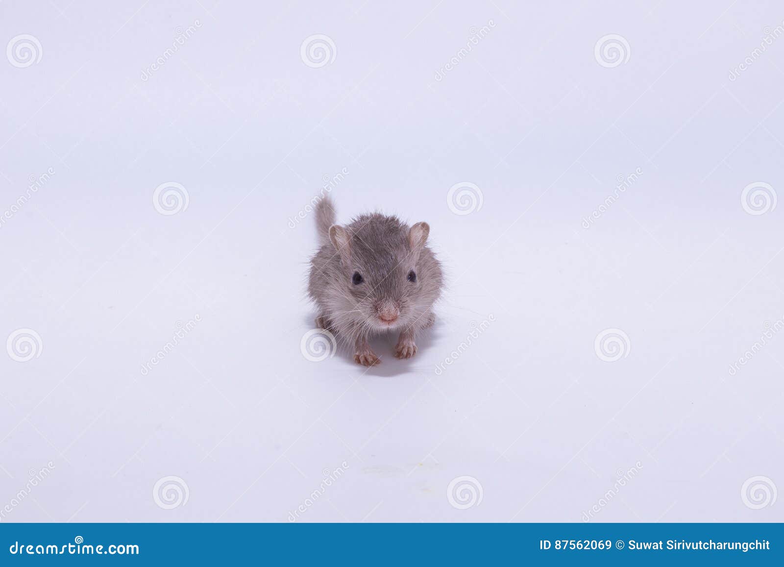 Gerbo Do Mongolian Da Maca, Rato De Deserto Imagem de Stock - Imagem de ...