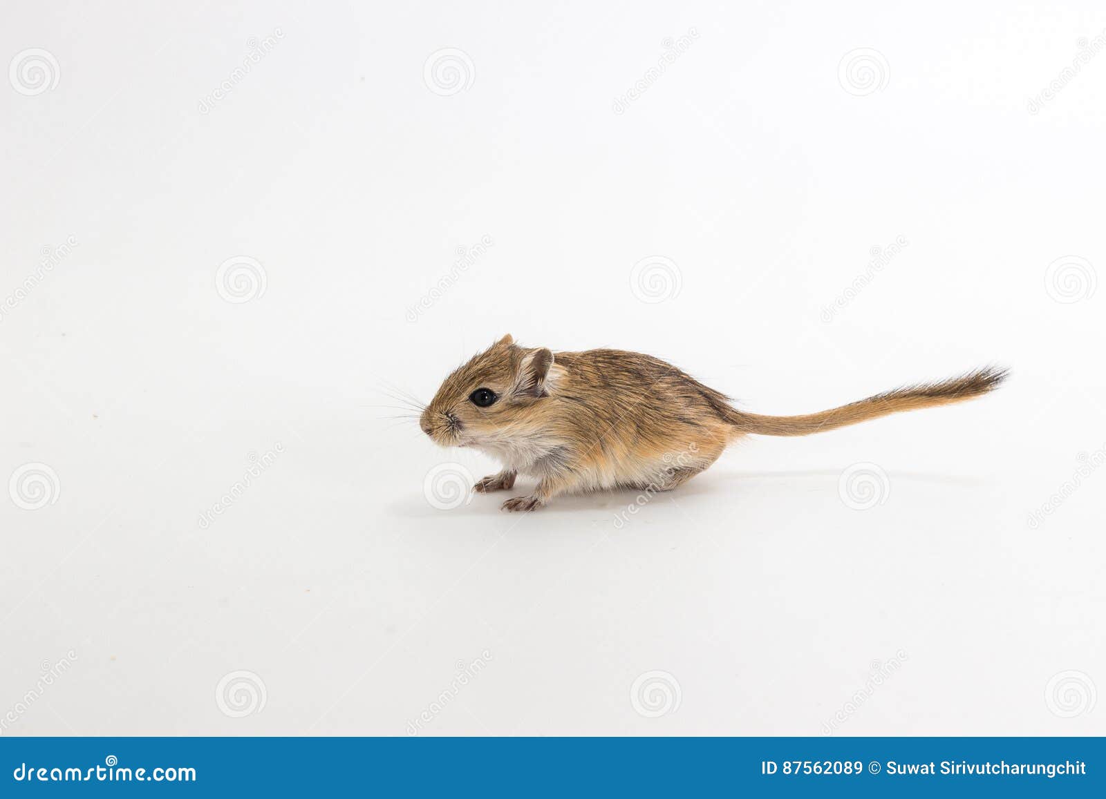 Gerbo Do Mongolian Da Maca, Rato De Deserto Imagem de Stock - Imagem de ...