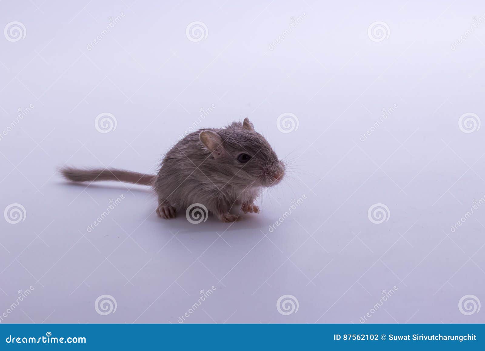 Gerbo Do Mongolian Da Maca, Rato De Deserto Foto de Stock - Imagem de ...