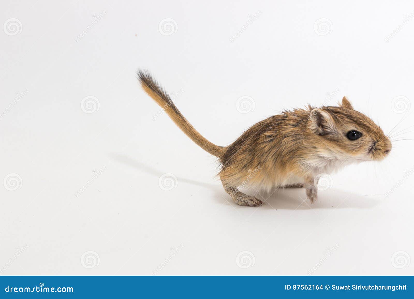 Gerbo Do Mongolian Da Maca, Rato De Deserto Foto de Stock - Imagem de ...