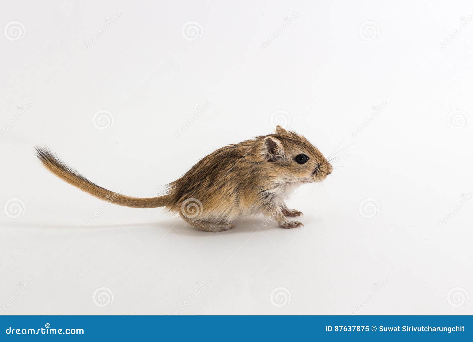 Gerbo Do Mongolian Da Maca, Rato De Deserto Imagem de Stock - Imagem de ...
