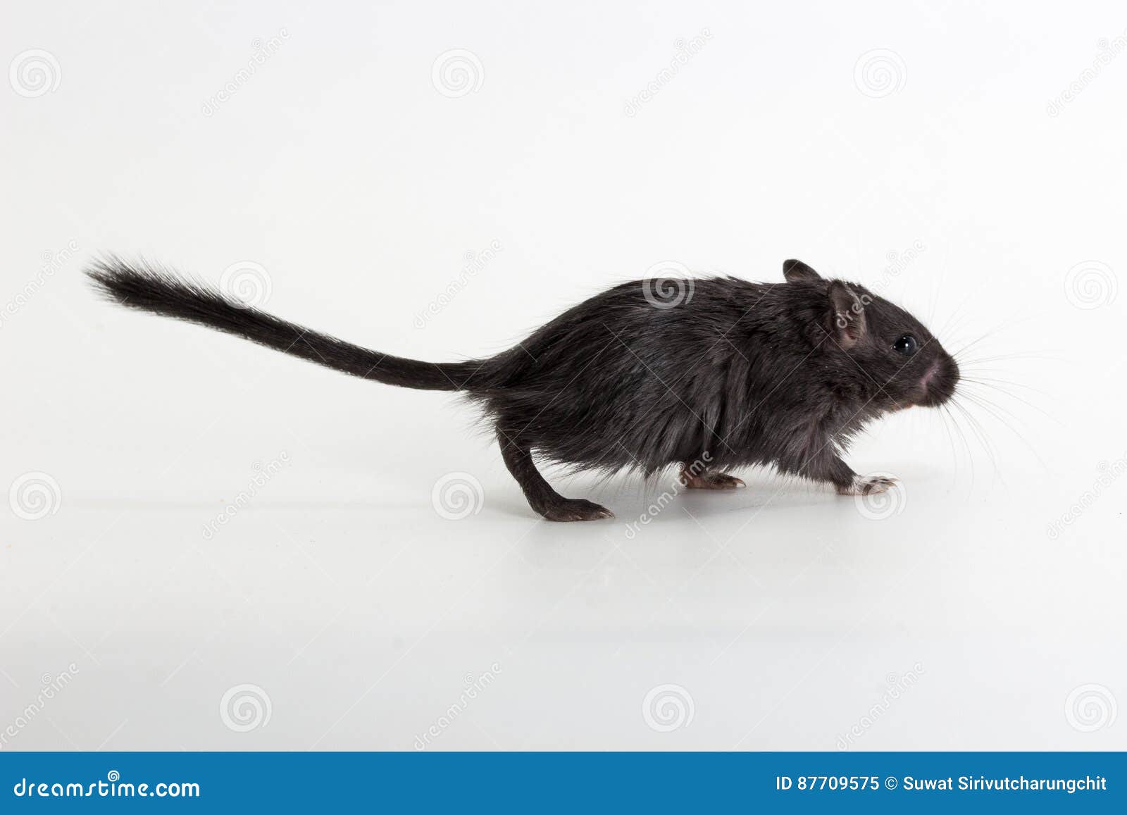 Gerbo Do Mongolian Da Maca, Rato De Deserto Imagem de Stock - Imagem de ...