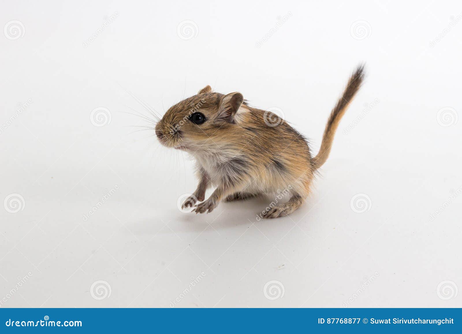 Gerbo Do Mongolian Da Maca, Rato De Deserto Imagem de Stock - Imagem de ...