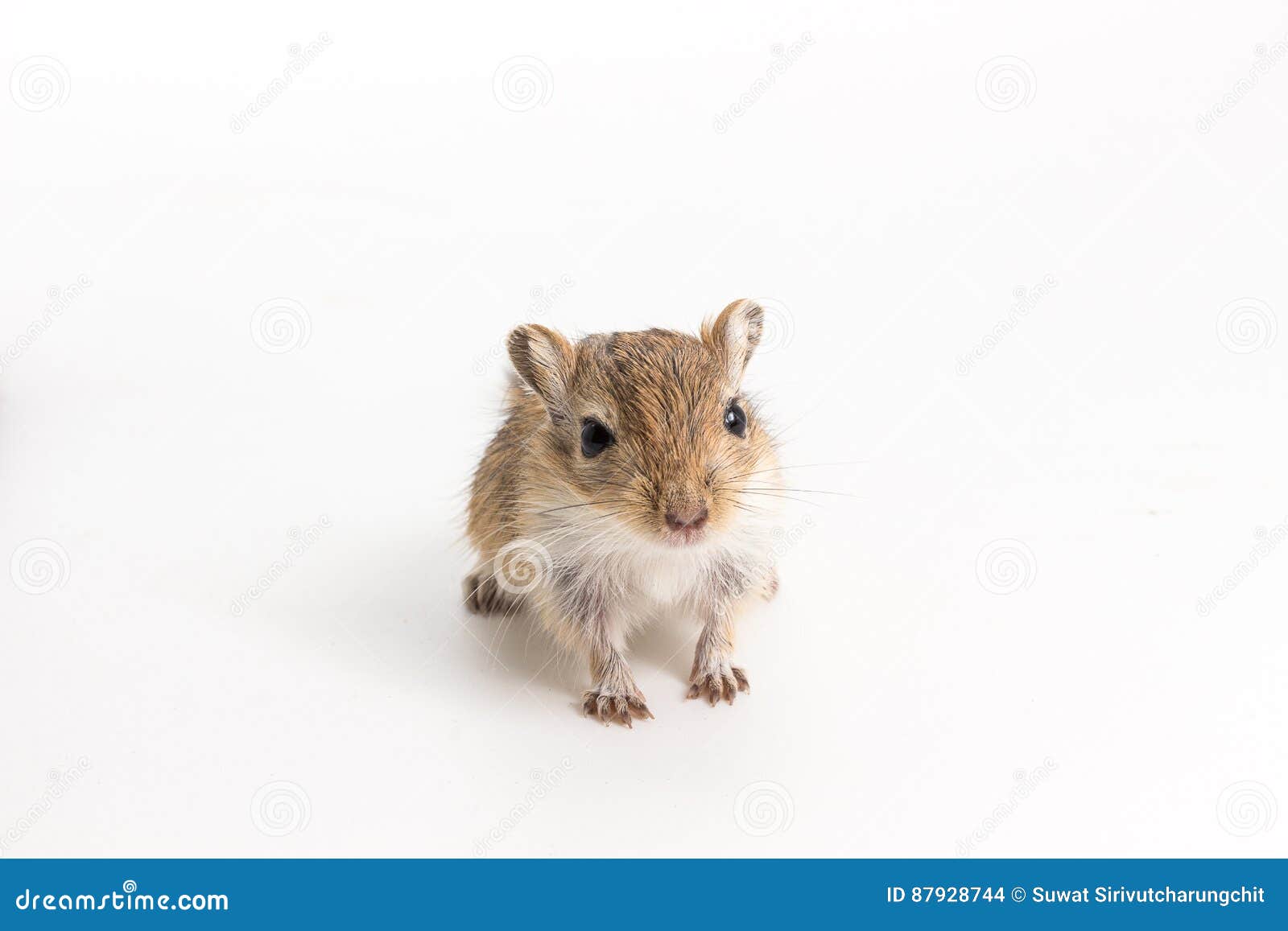 Gerbo Do Mongolian Da Maca, Rato De Deserto Foto de Stock - Imagem de ...