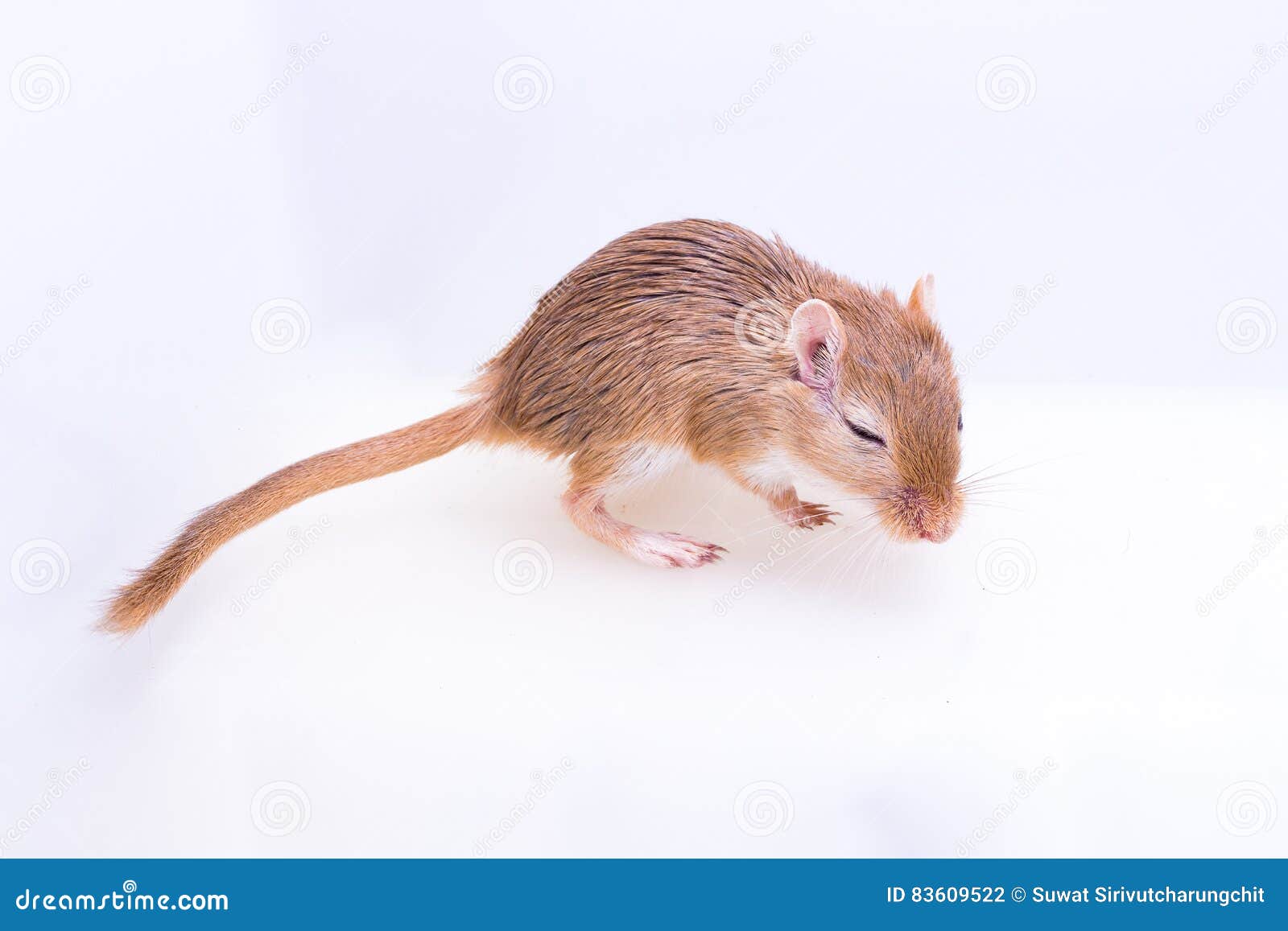 Gerbo Do Mongolian, Rato De Deserto Foto de Stock - Imagem de fundo ...