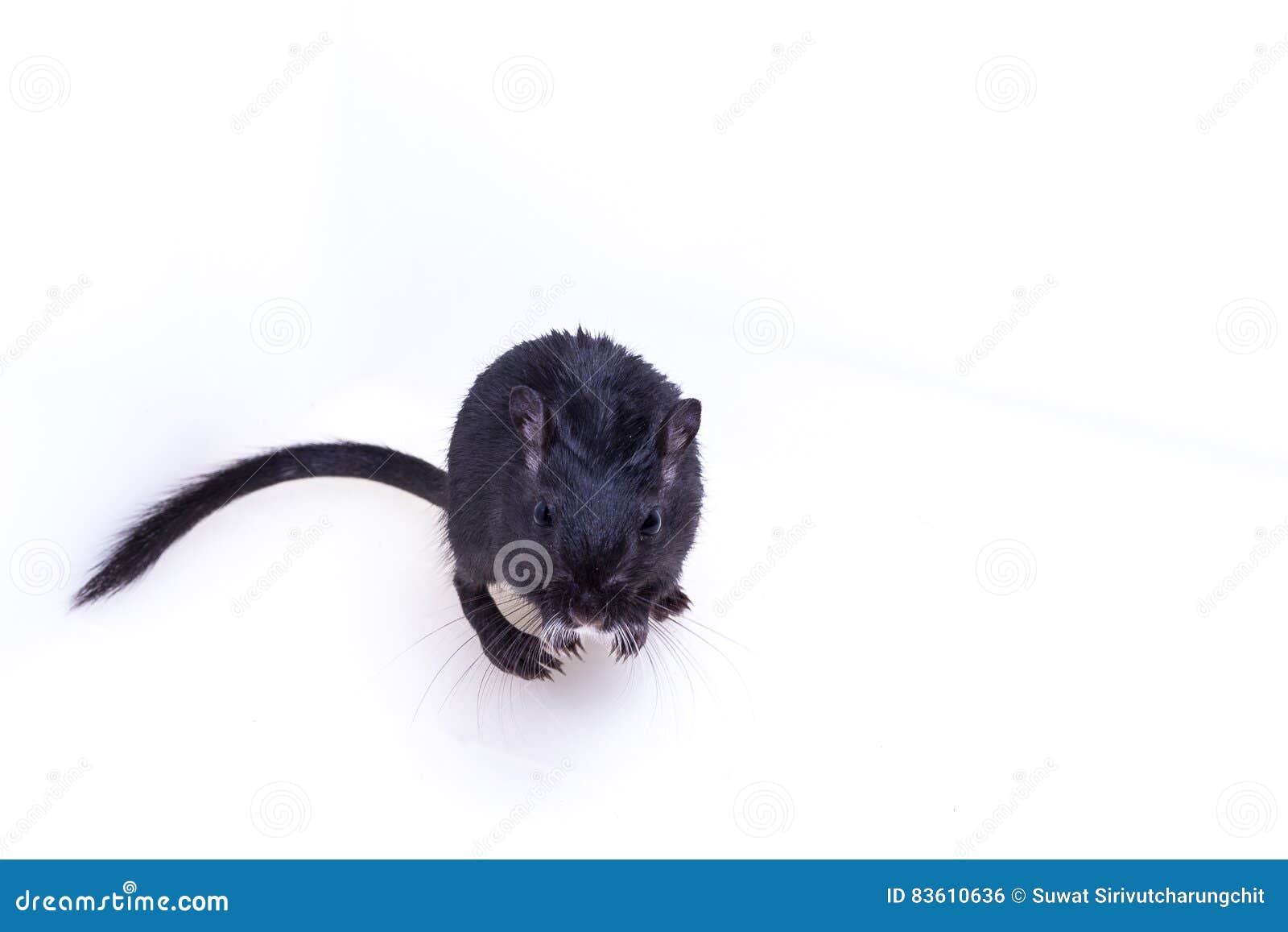 Gerbo Do Mongolian, Rato De Deserto Foto de Stock - Imagem de marrom ...