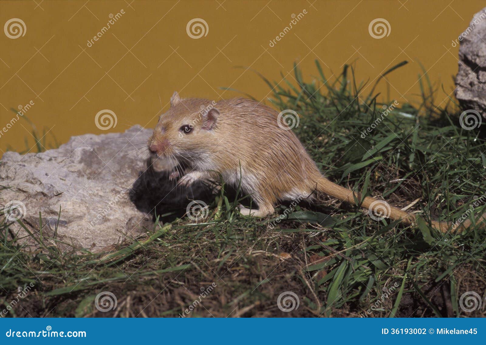 Gerbo Do Mongolian, Unguiculatus Do Meriones Foto de Stock - Imagem de ...