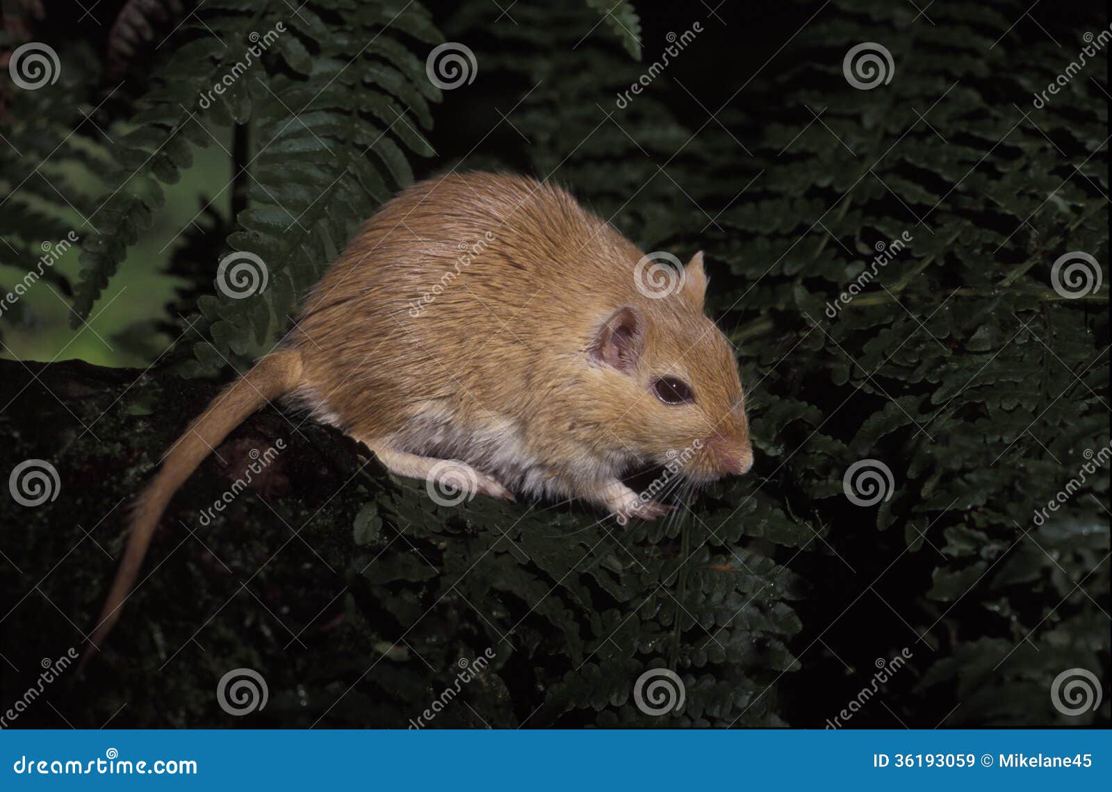 Gerbo Do Mongolian, Unguiculatus Do Meriones Imagem de Stock - Imagem ...