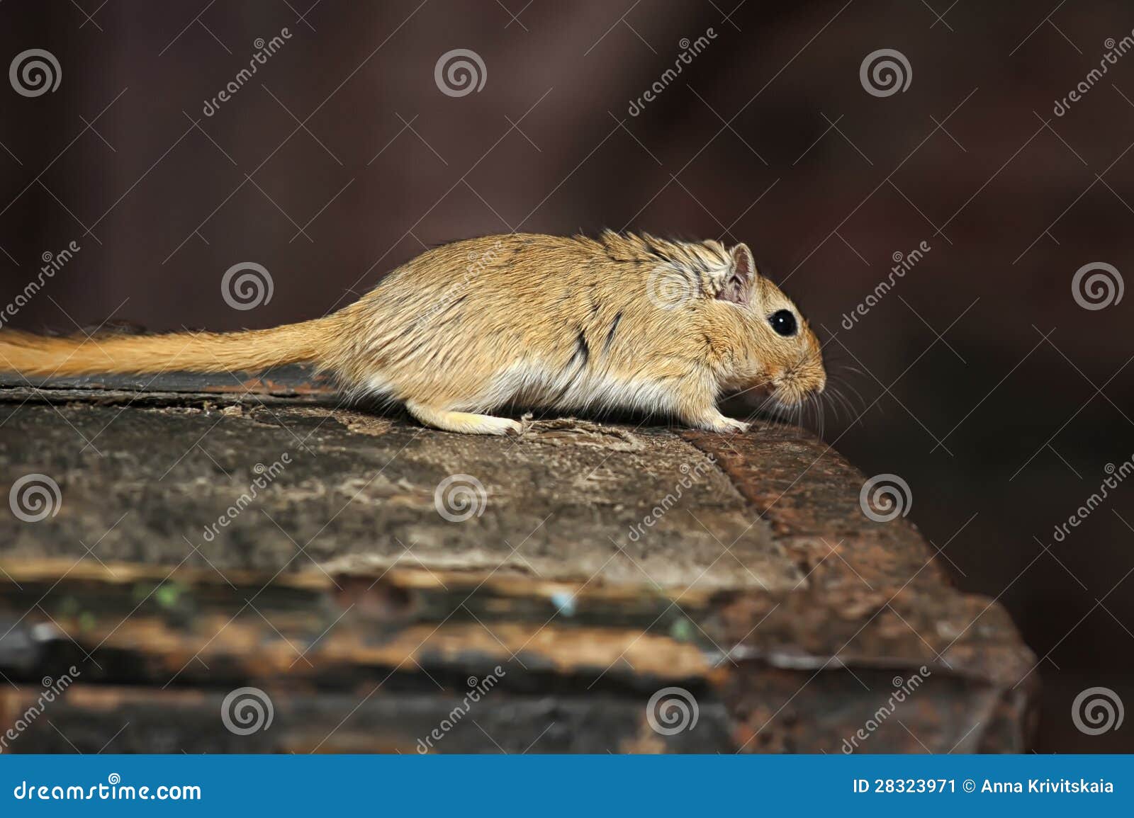 Gerbo do rato imagem de stock. Imagem de deserto, pets - 28323971