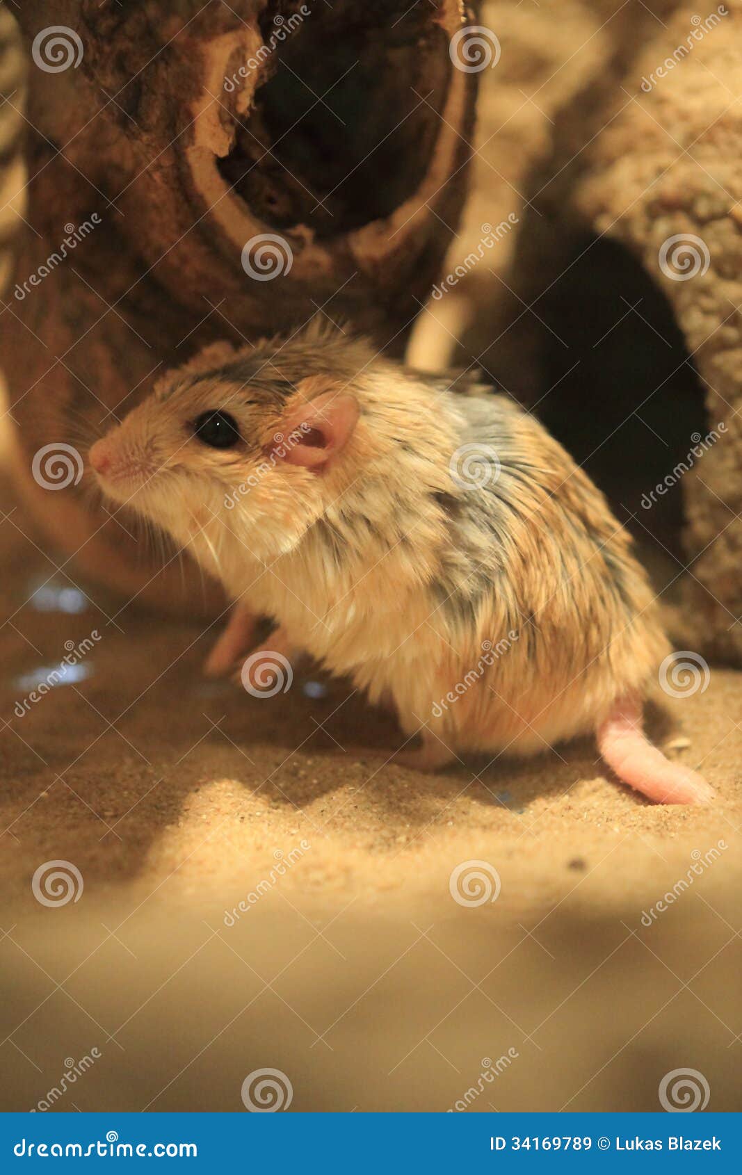 Gerbo Gordo-atado imagem de stock. Imagem de animal, rato - 34169789