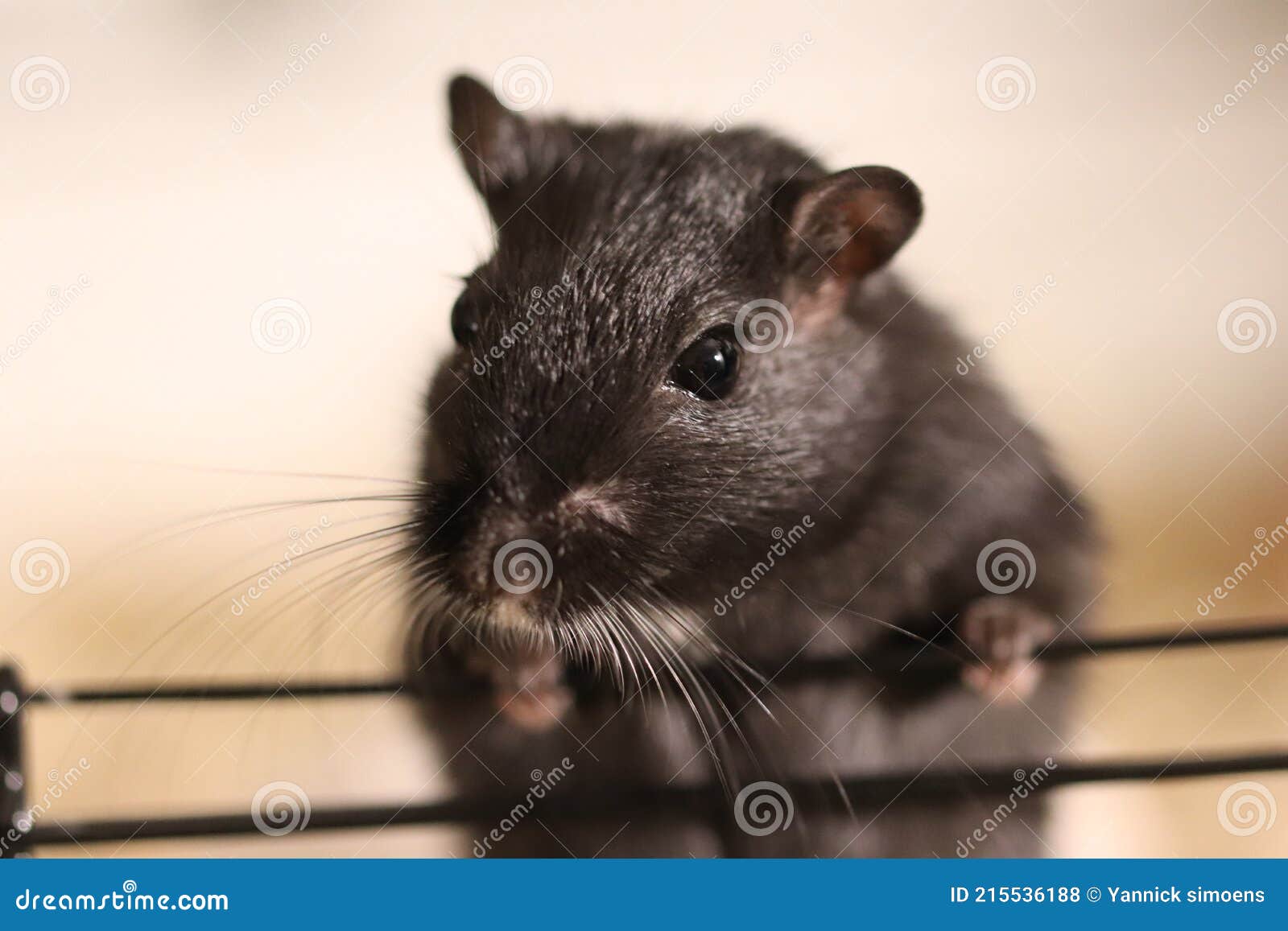 Gerbo Negro Fora Sua Gaiola Foto de Stock - Imagem de esquilo, animal ...