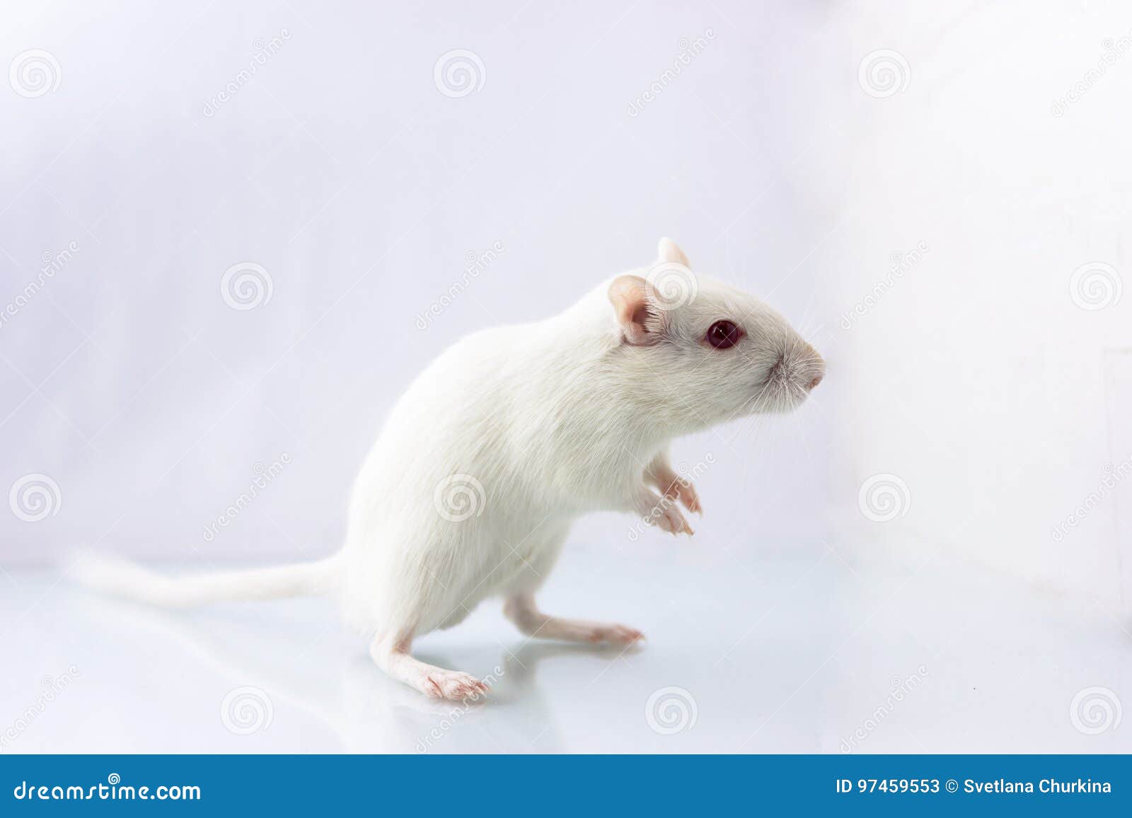 Gerbo no fundo branco imagem de stock. Imagem de foco - 97459553