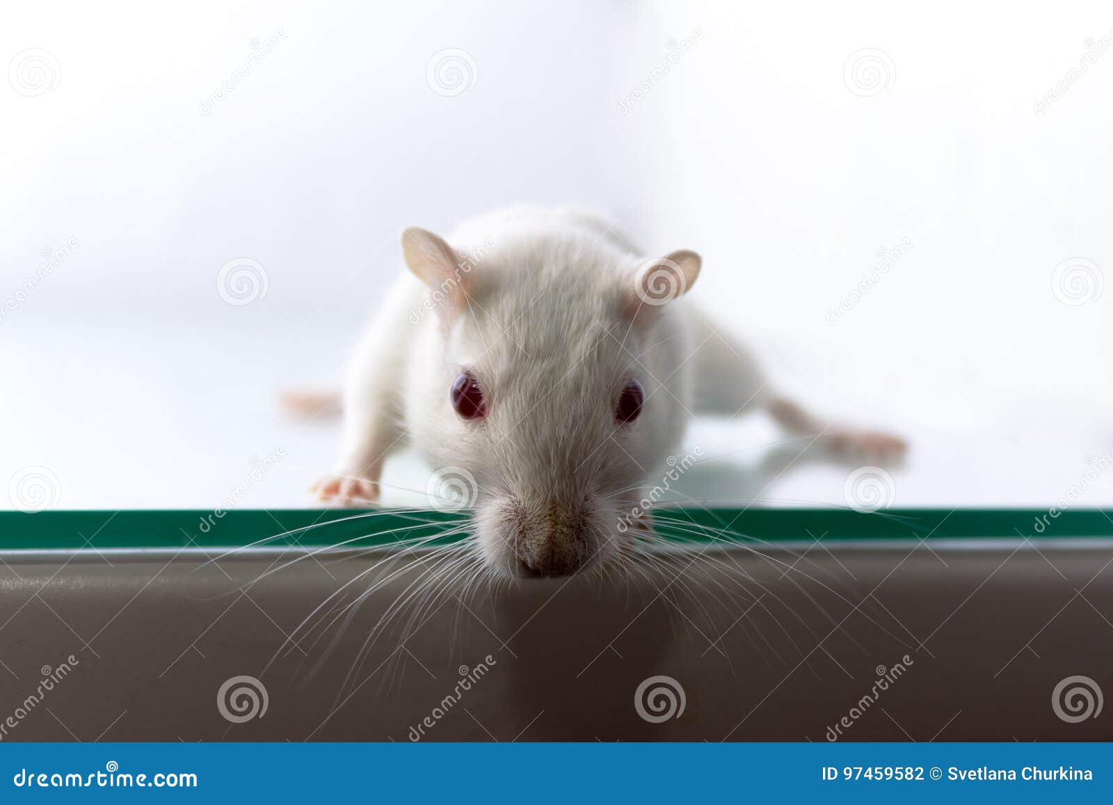 Gerbo no fundo branco foto de stock. Imagem de horizontal - 97459582