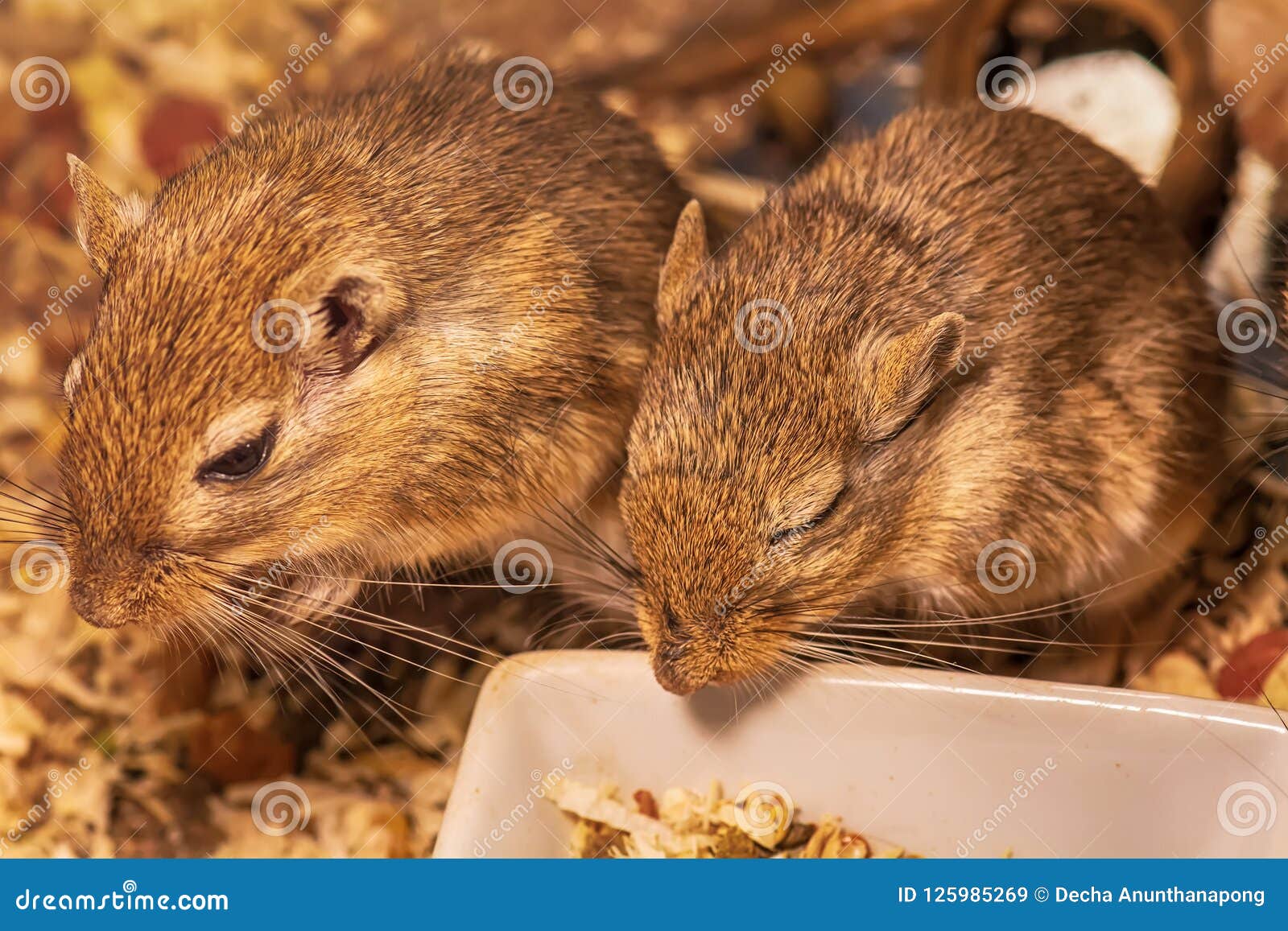 Gerbo Ou Ratos De Deserto Chamados Imagem de Stock - Imagem de animal ...