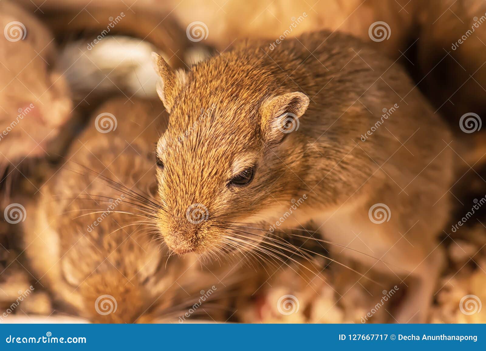 Gerbo Ou Ratos De Deserto Chamados Imagem de Stock - Imagem de ...