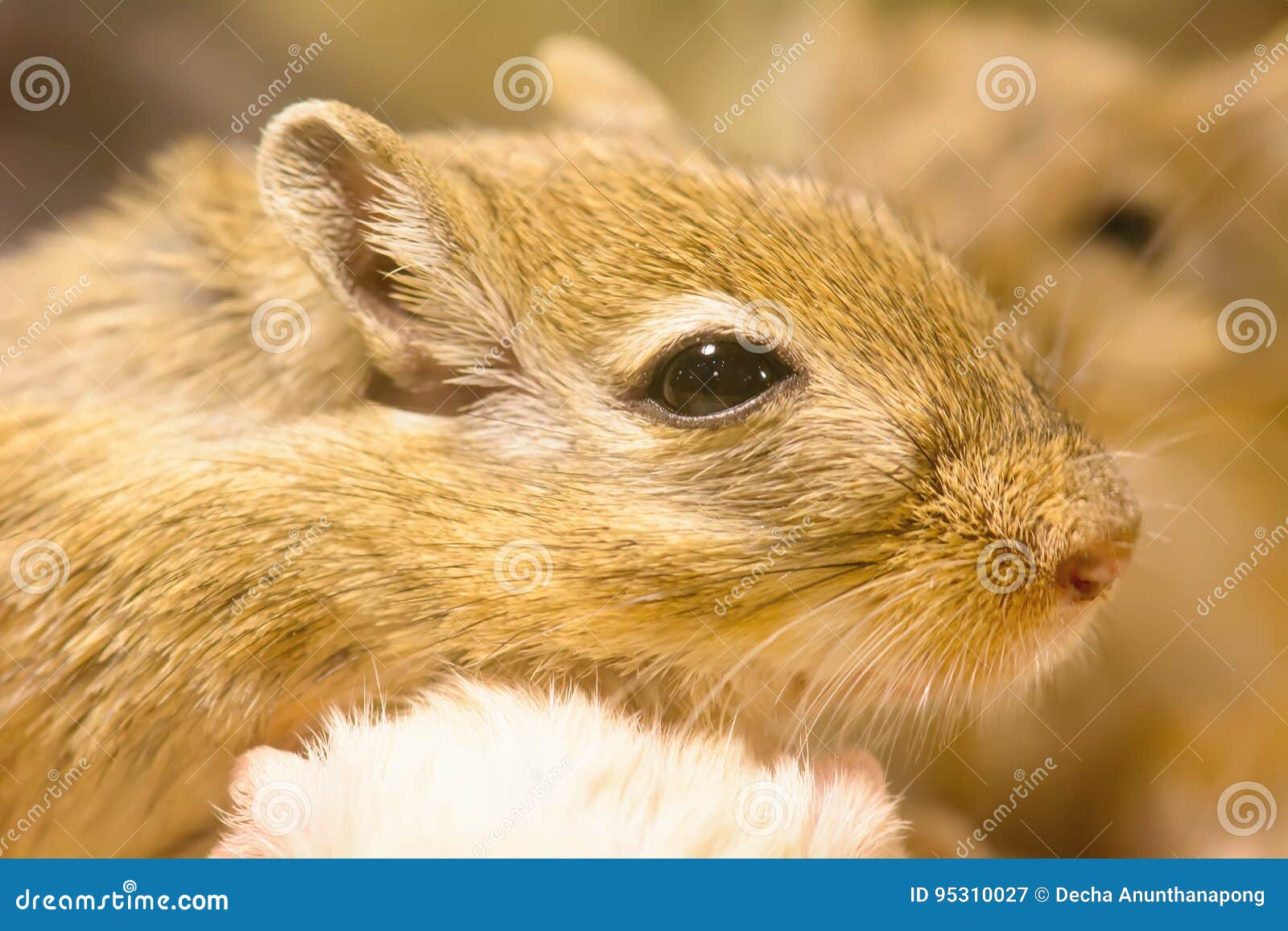 Gerbo Ou Ratos De Deserto Chamados Imagem de Stock - Imagem de gerbilo ...