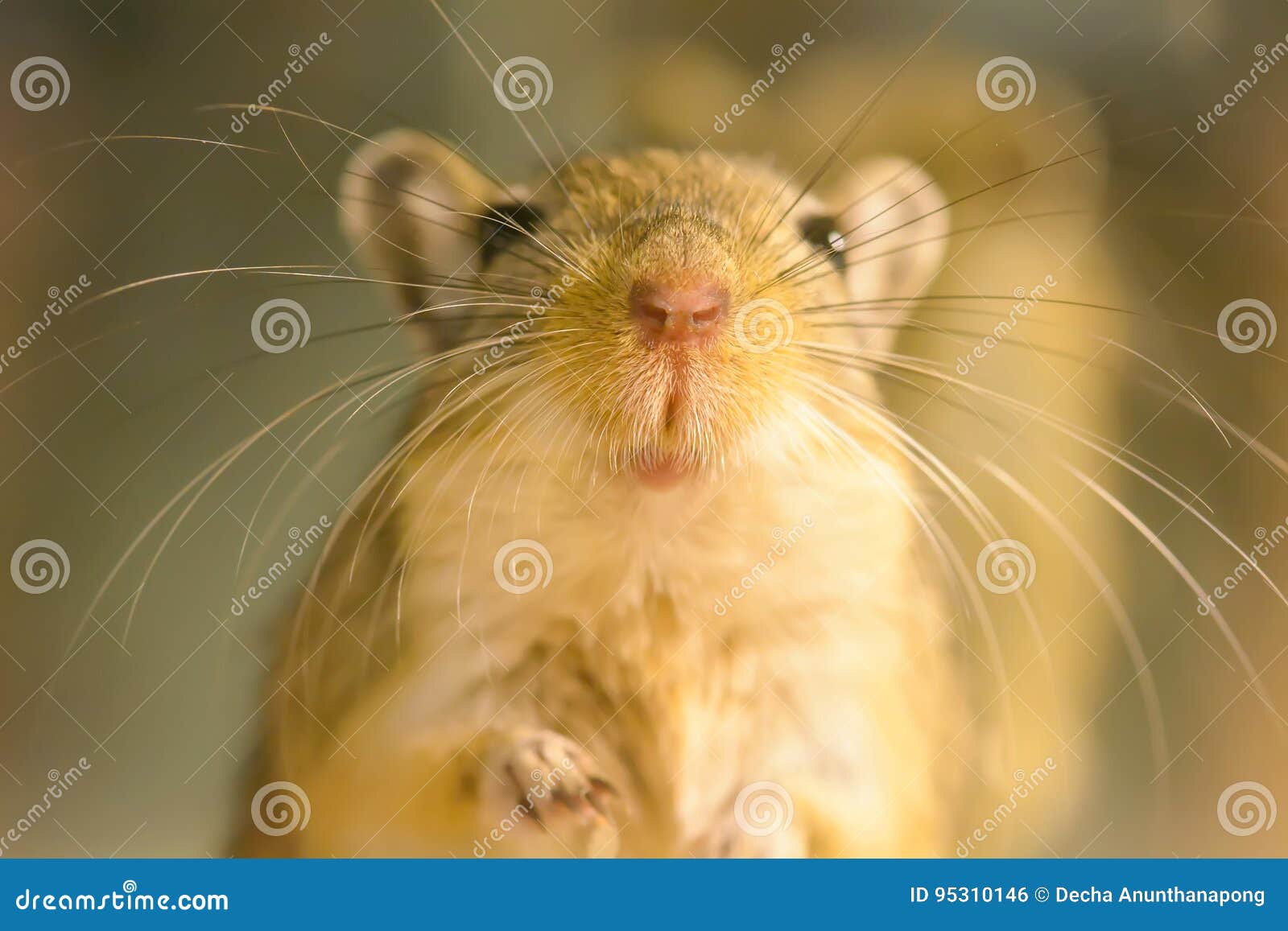 Gerbo Ou Ratos De Deserto Chamados Foto de Stock - Imagem de criceto ...