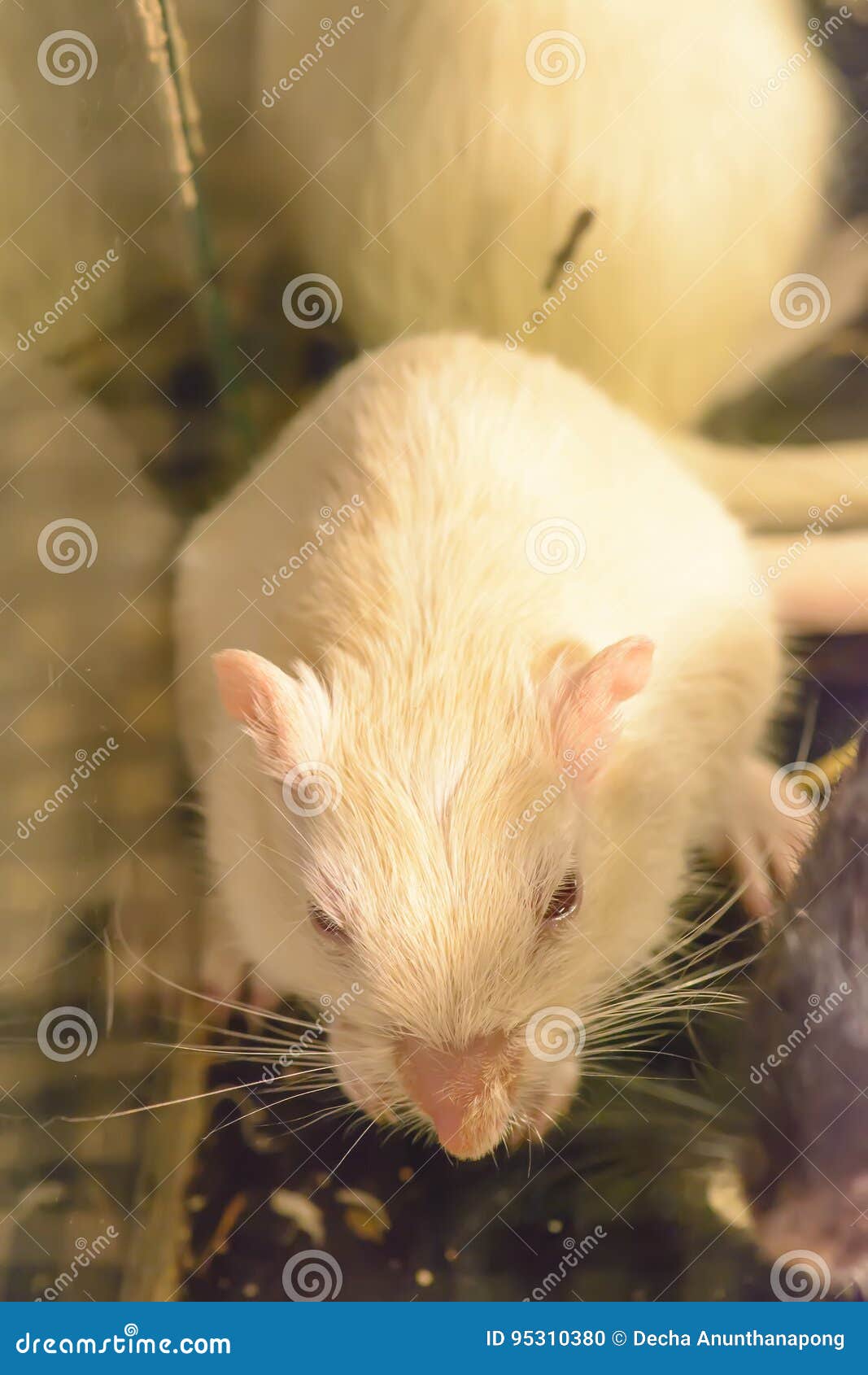 Gerbo Ou Ratos De Deserto Chamados Foto de Stock - Imagem de fofofo ...