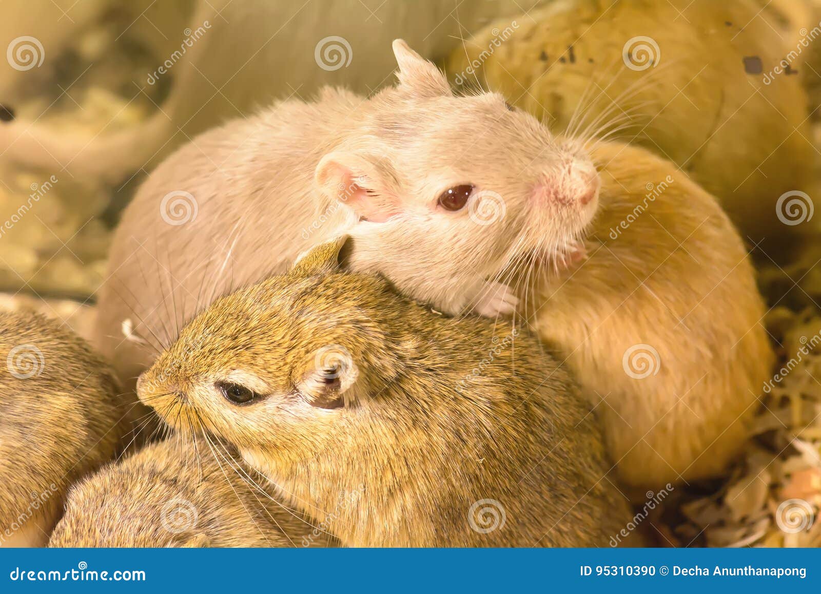 Gerbo Ou Ratos De Deserto Chamados Foto de Stock - Imagem de criceto ...