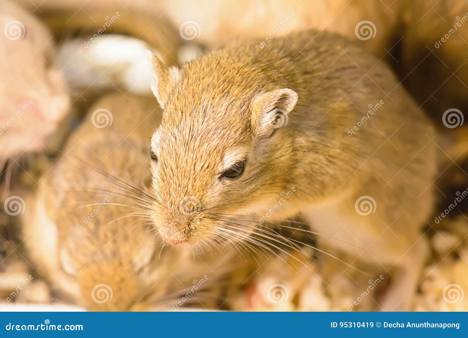 Gerbo Ou Ratos De Deserto Chamados Imagem de Stock - Imagem de animal ...