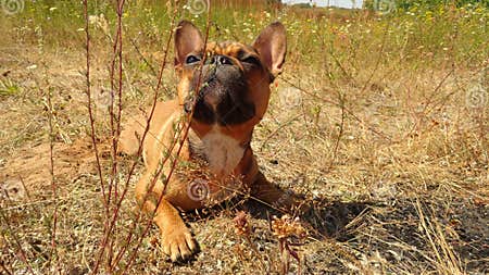 Gerda dog stock image. Image of walk, gerda, french, walking - 90993425