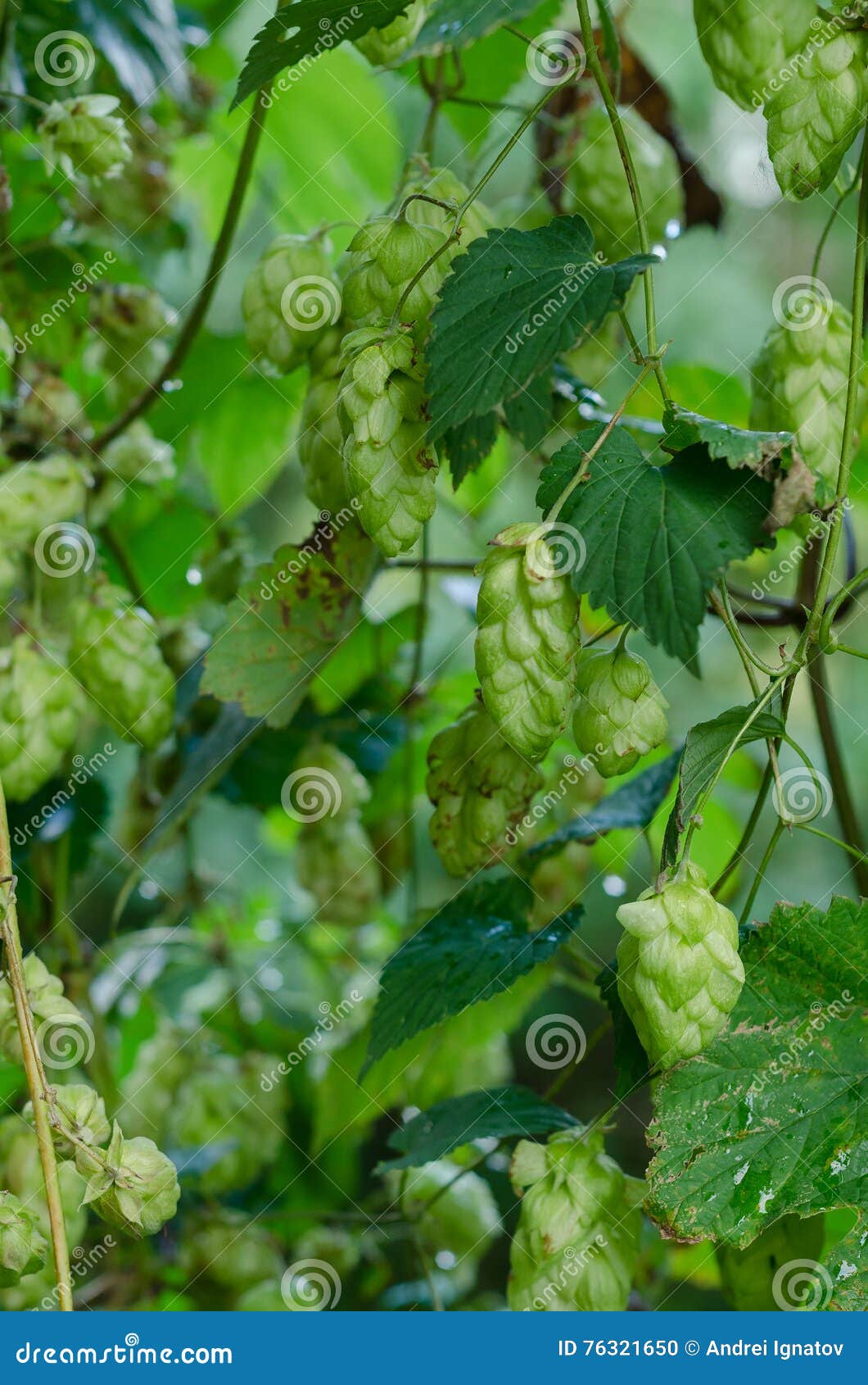 Gereifter Hopfen stockfoto. Bild von hintergrund, feld - 76321650