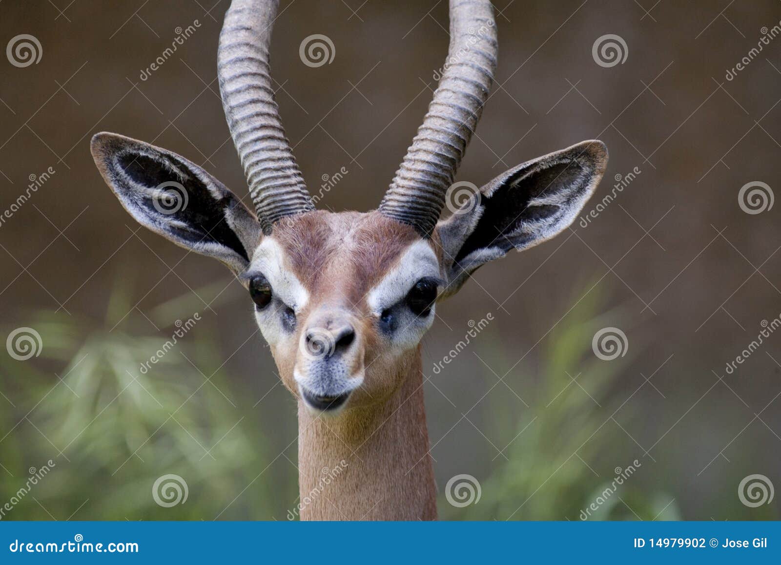 Gerenuk stock photo. Image of animal, nature, life, buck - 14979902