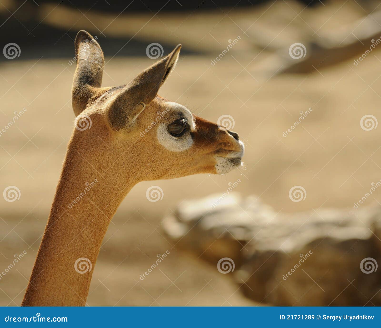 Gerenuk stock image. Image of nature, national, animal - 21721289