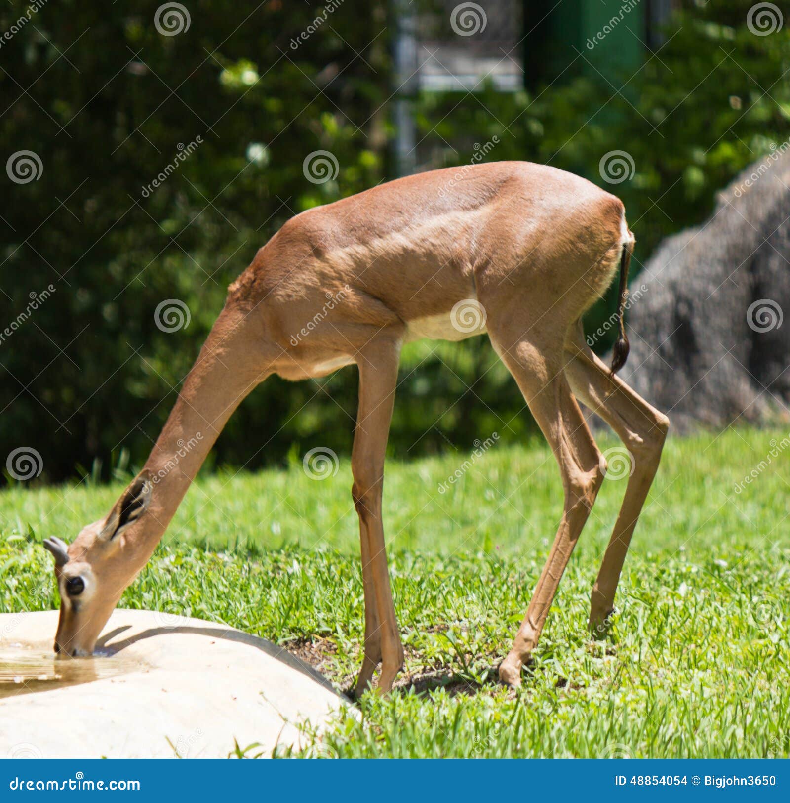 Gerenuk - Also Known As the Giraffe-necked Antelope Stock Photo - Image ...