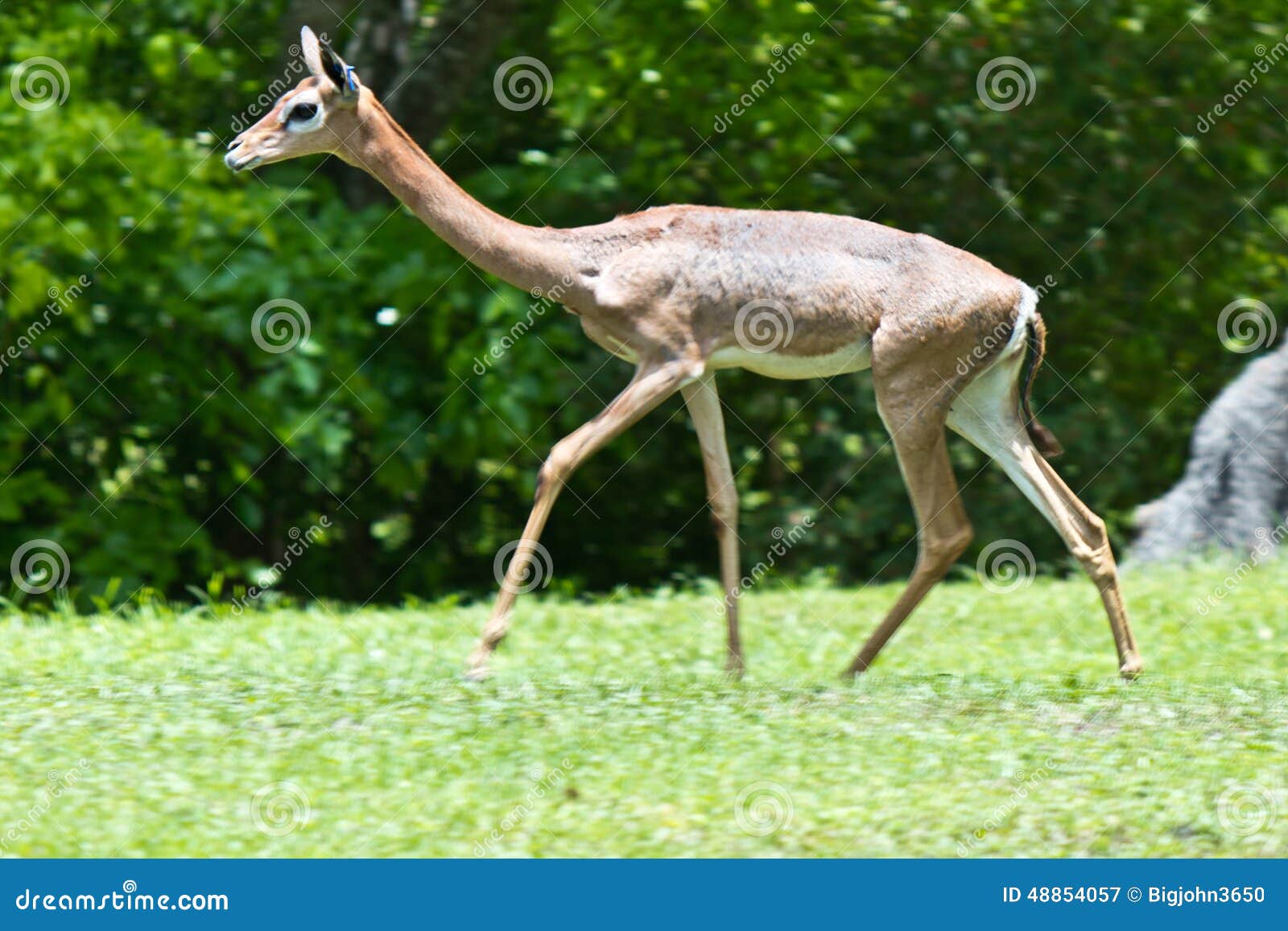 Gerenuk - Also Known As the Giraffe-necked Antelope Stock Image - Image ...