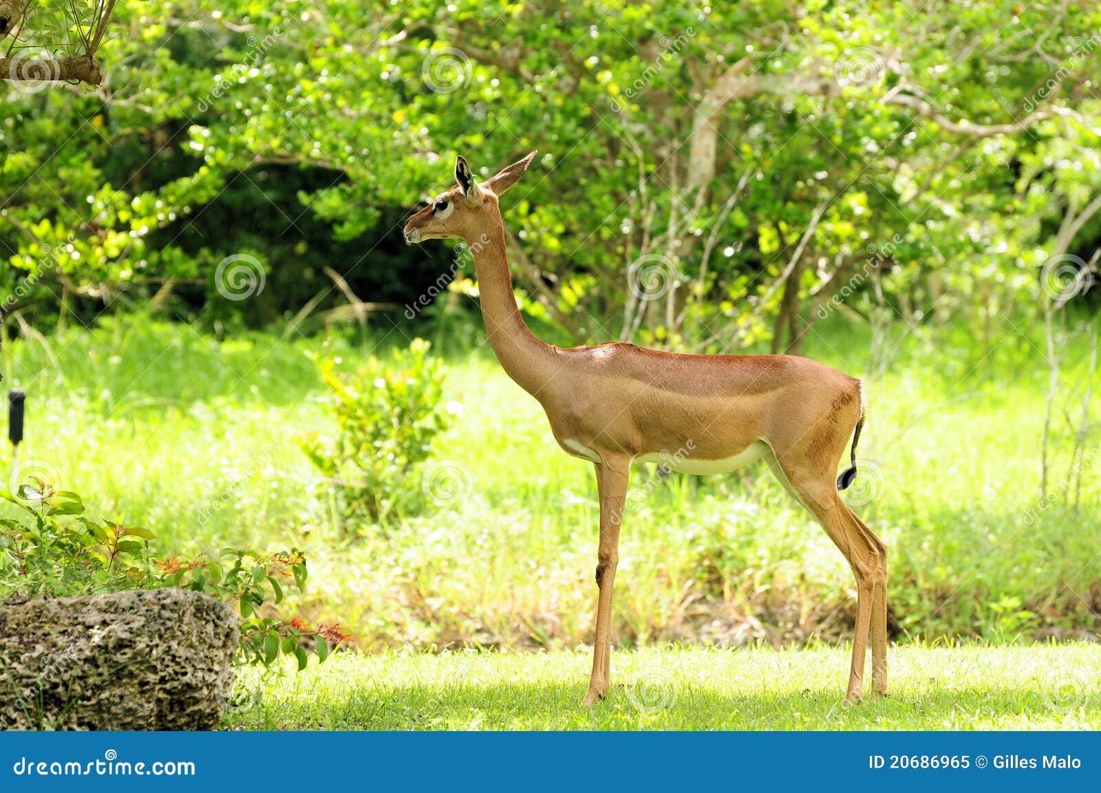 Gerenuk Antelope stock image. Image of antelopes, animals - 20686965