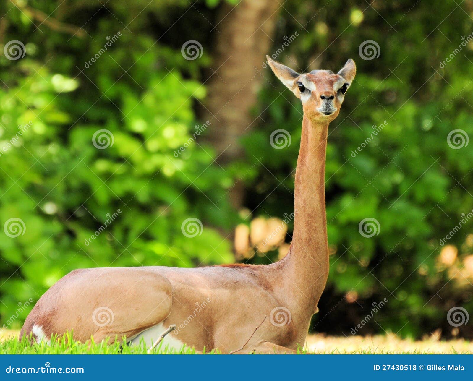 Gerenuk Antelope stock photo. Image of antelopes, necked - 27430518