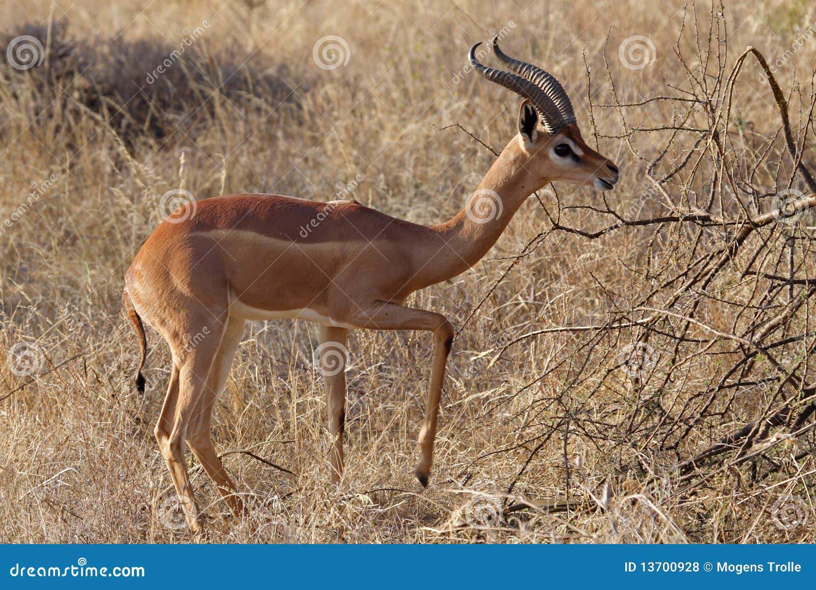 Gerenuk Giraffe-necked Antelope, Kenya Stock Photo - Image of gerenuk ...