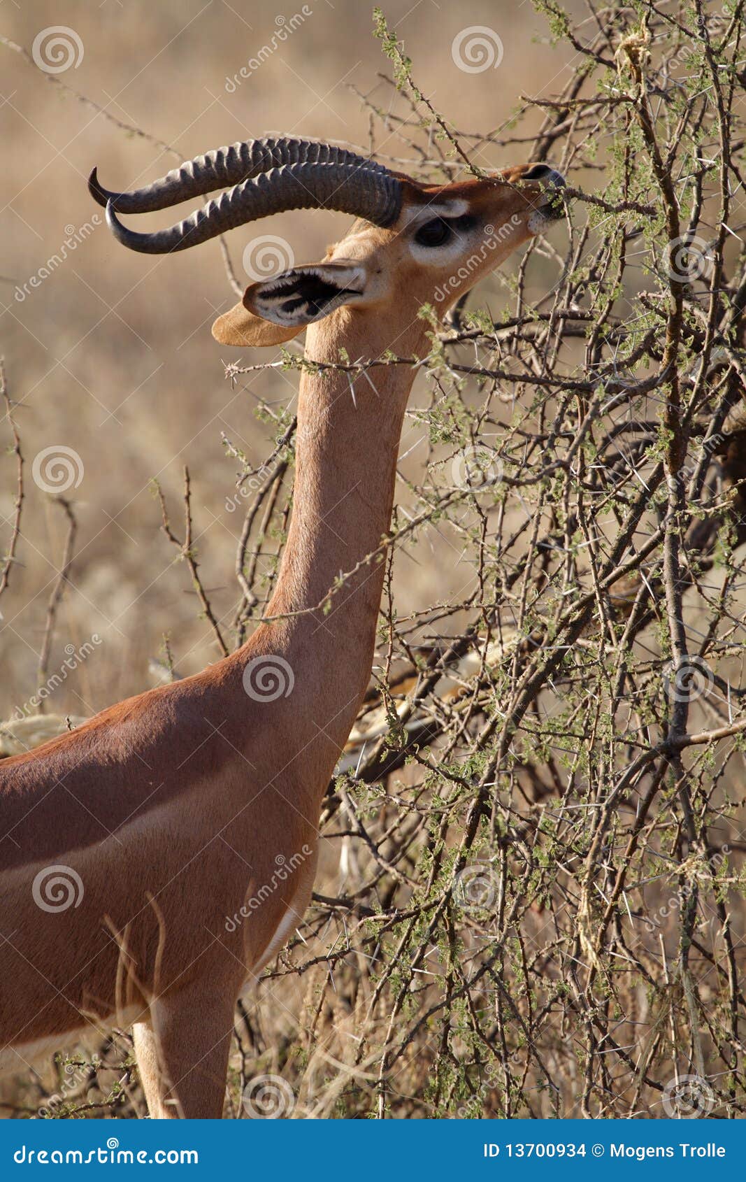 Gerenuk Giraffe-necked Antelope, Kenya Stock Photo - Image of african ...