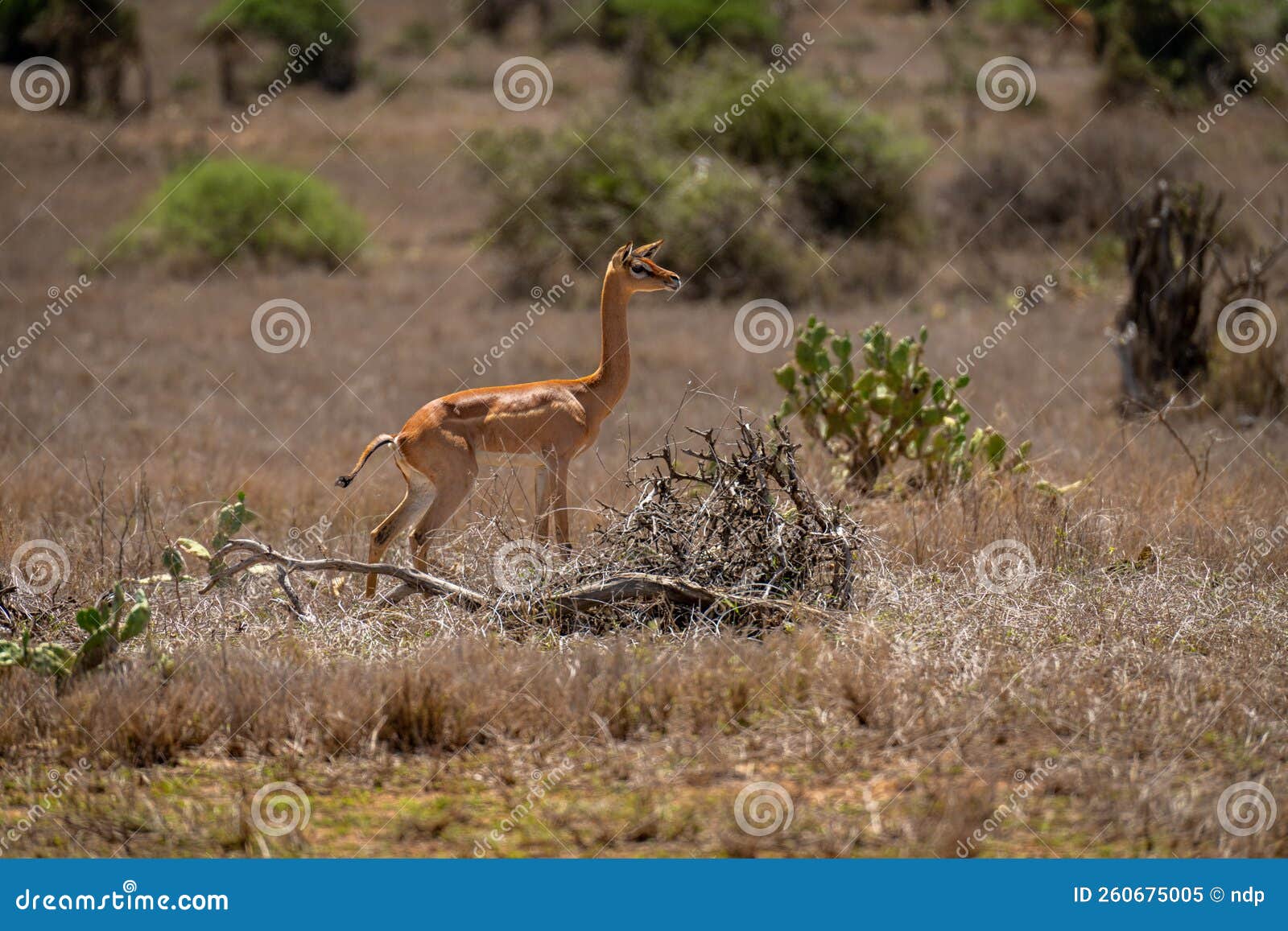 Gerenuk Stands by Dead Tree in Sunshine Stock Image - Image of safari ...