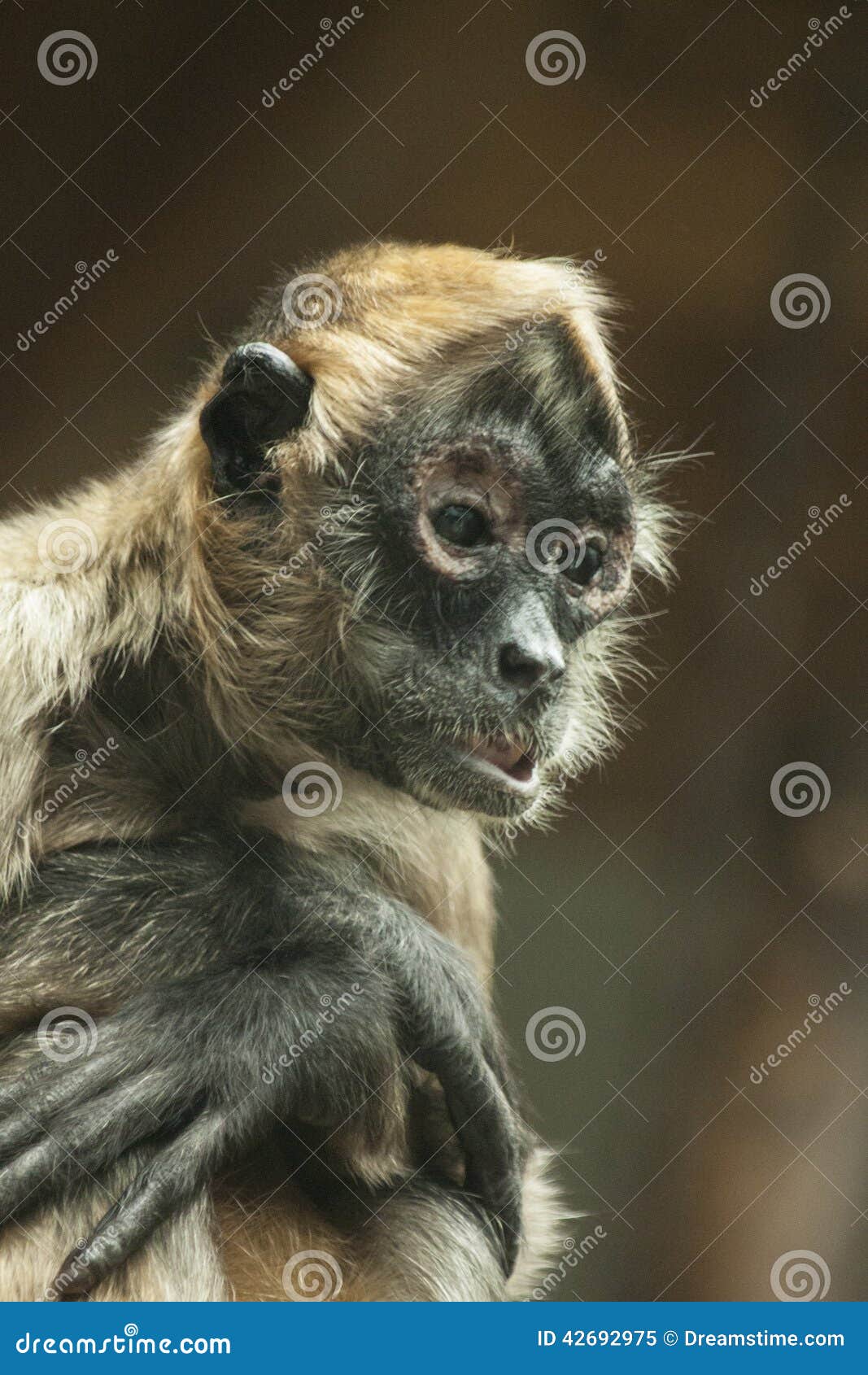 Geriatric Spider Monkey stock image. Image of animal - 42692975
