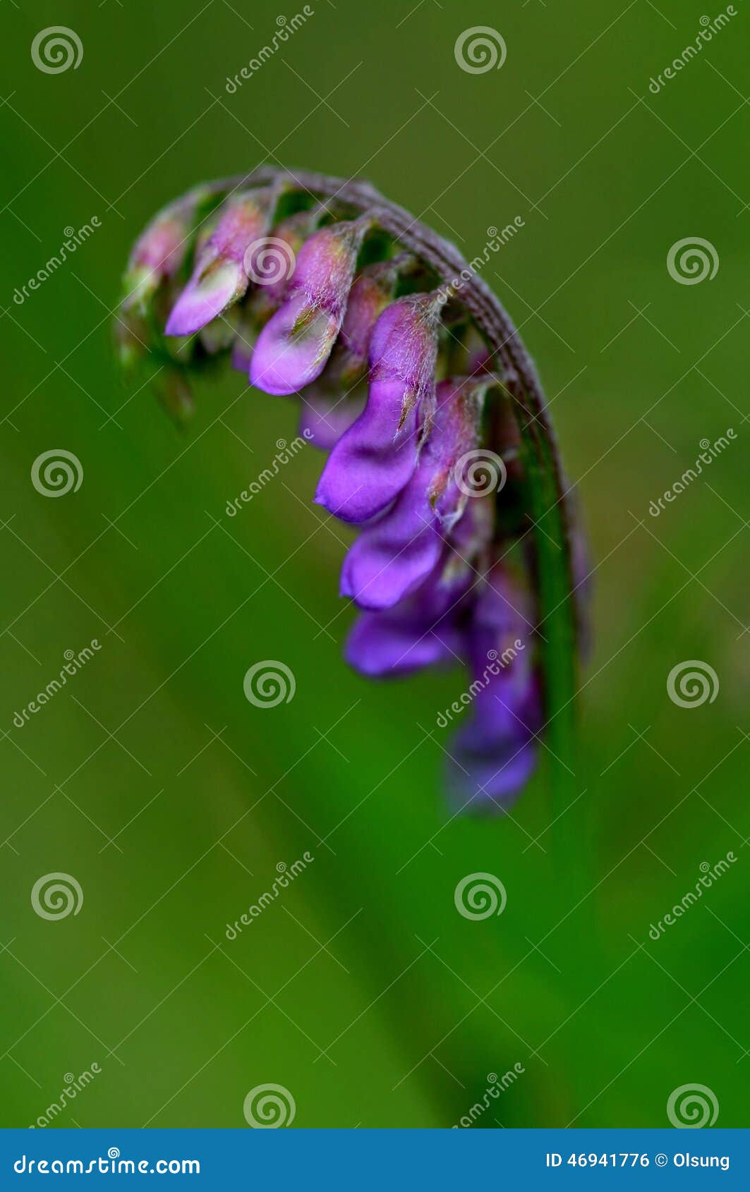 Germ blue flower stock photo. Image of germ, morphology - 46941776