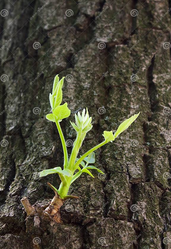 The Germ of the Tree is Growing Up Stock Image - Image of grass, plant ...