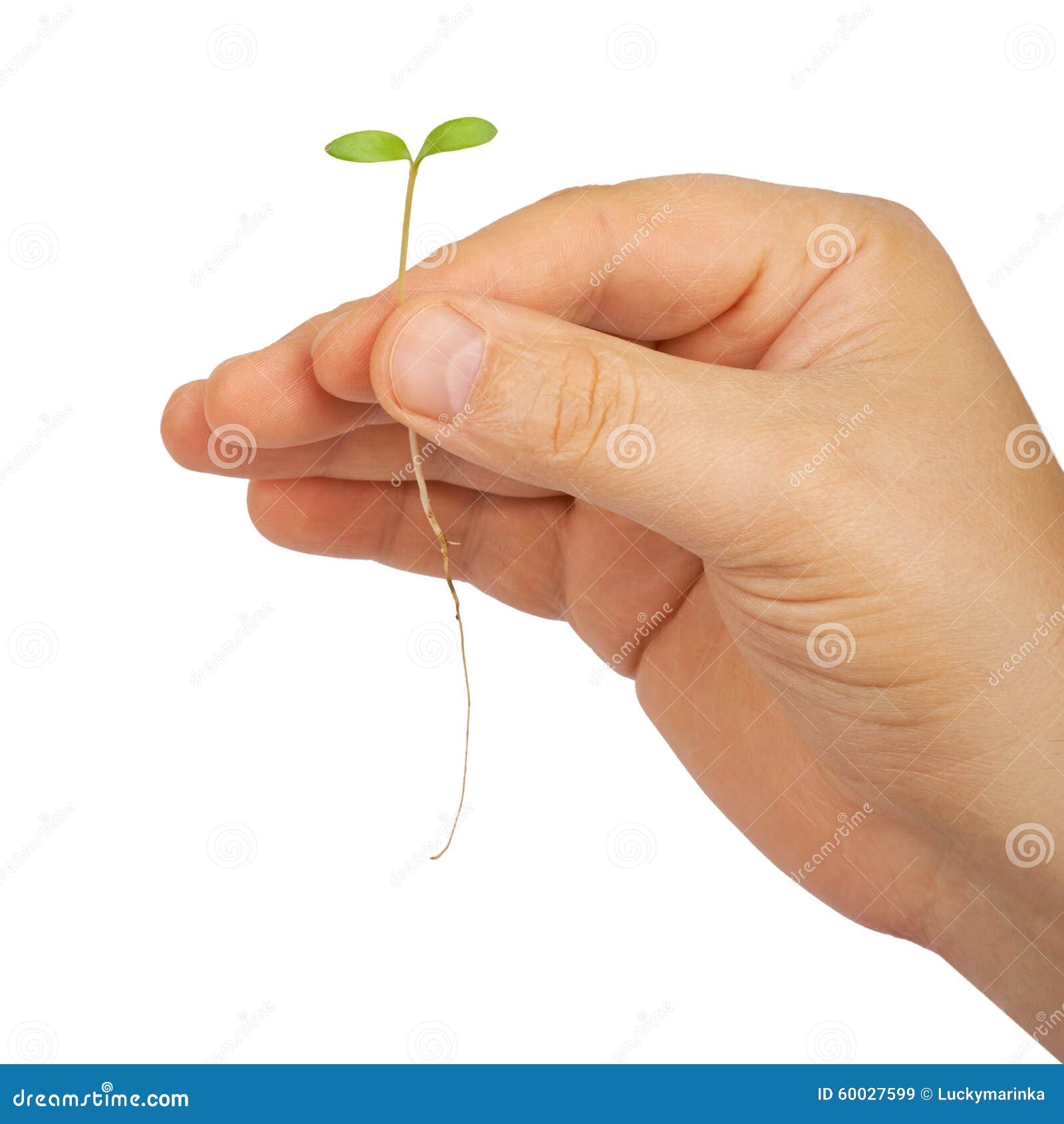 Germ of wheat germ stock image. Image of sprout, cereal - 60027599