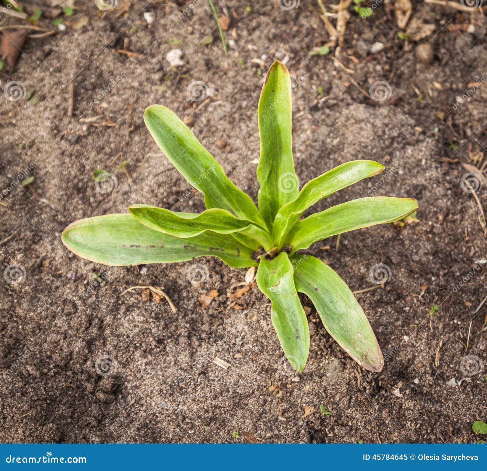 The germ of white lily stock image. Image of lily, germ - 45784645