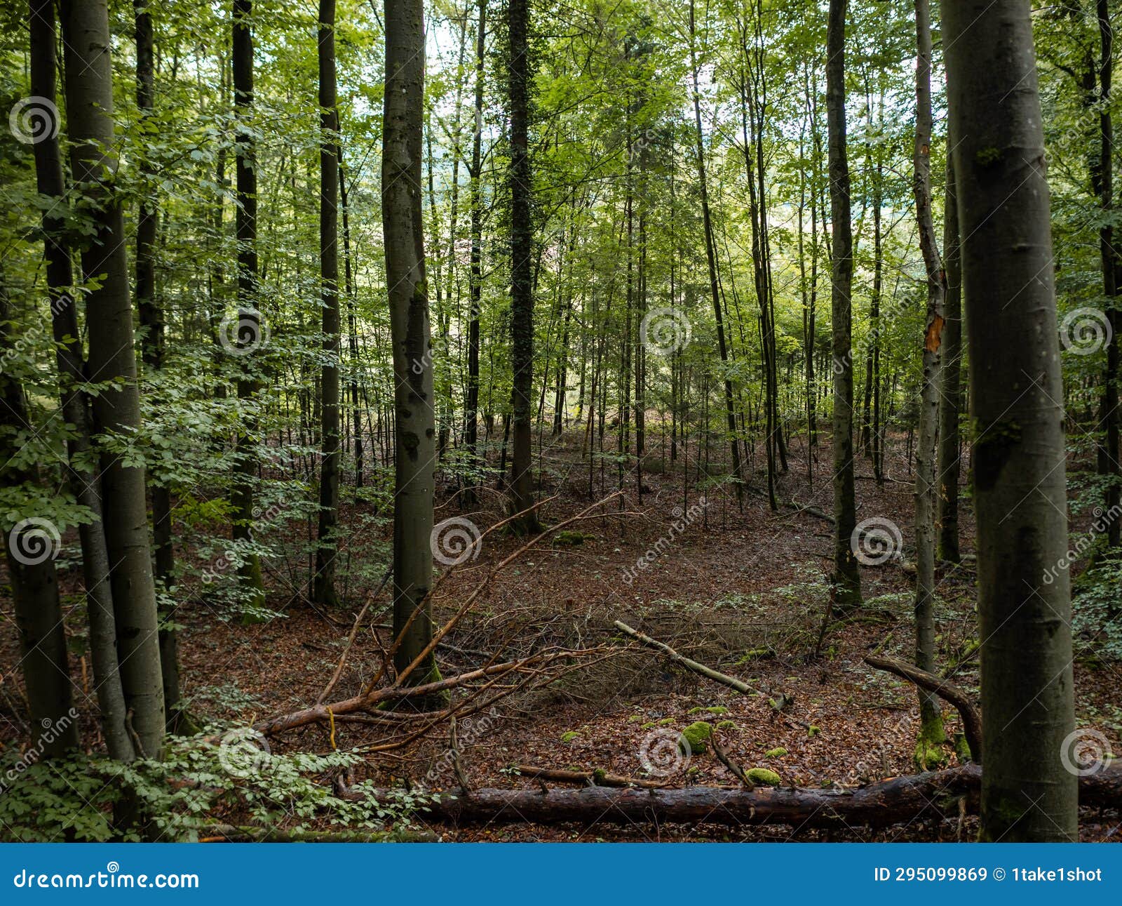 German Beech Forest Scenery Stock Image - Image of environment, europe ...