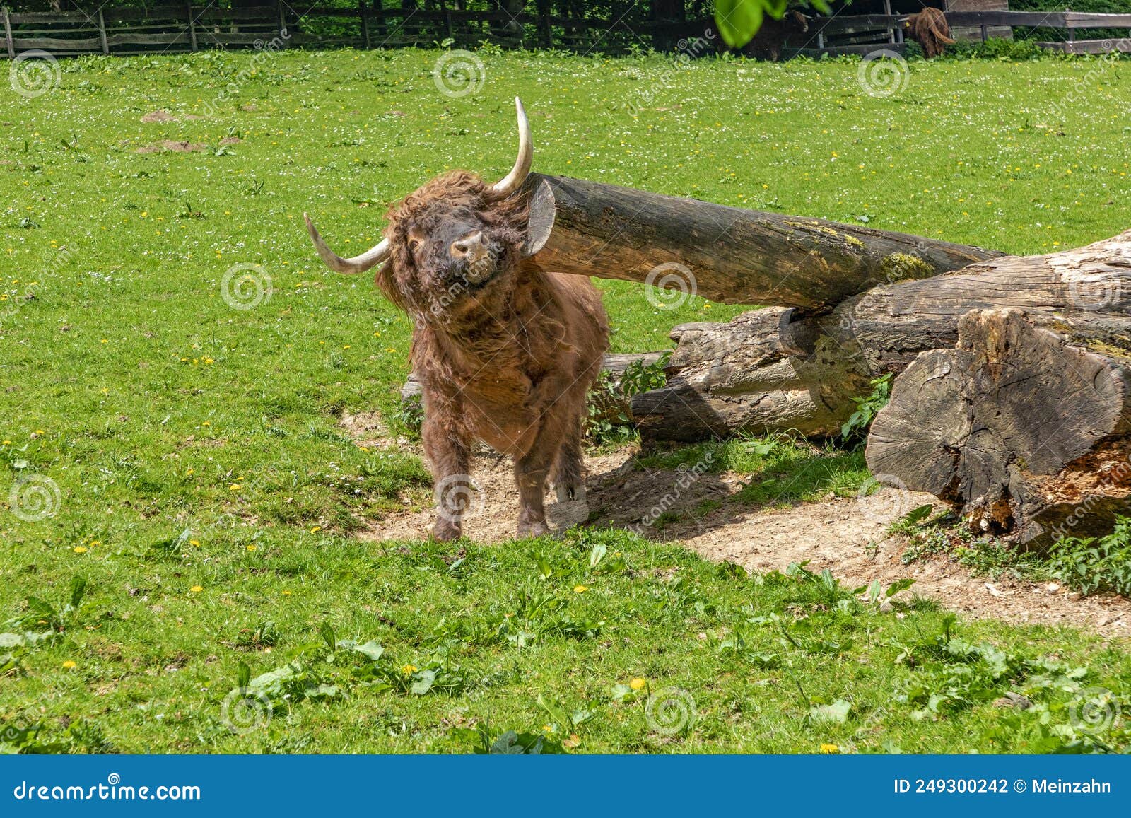 German Bison at the Meadow Oin the Park Stock Photo - Image of wildlife ...