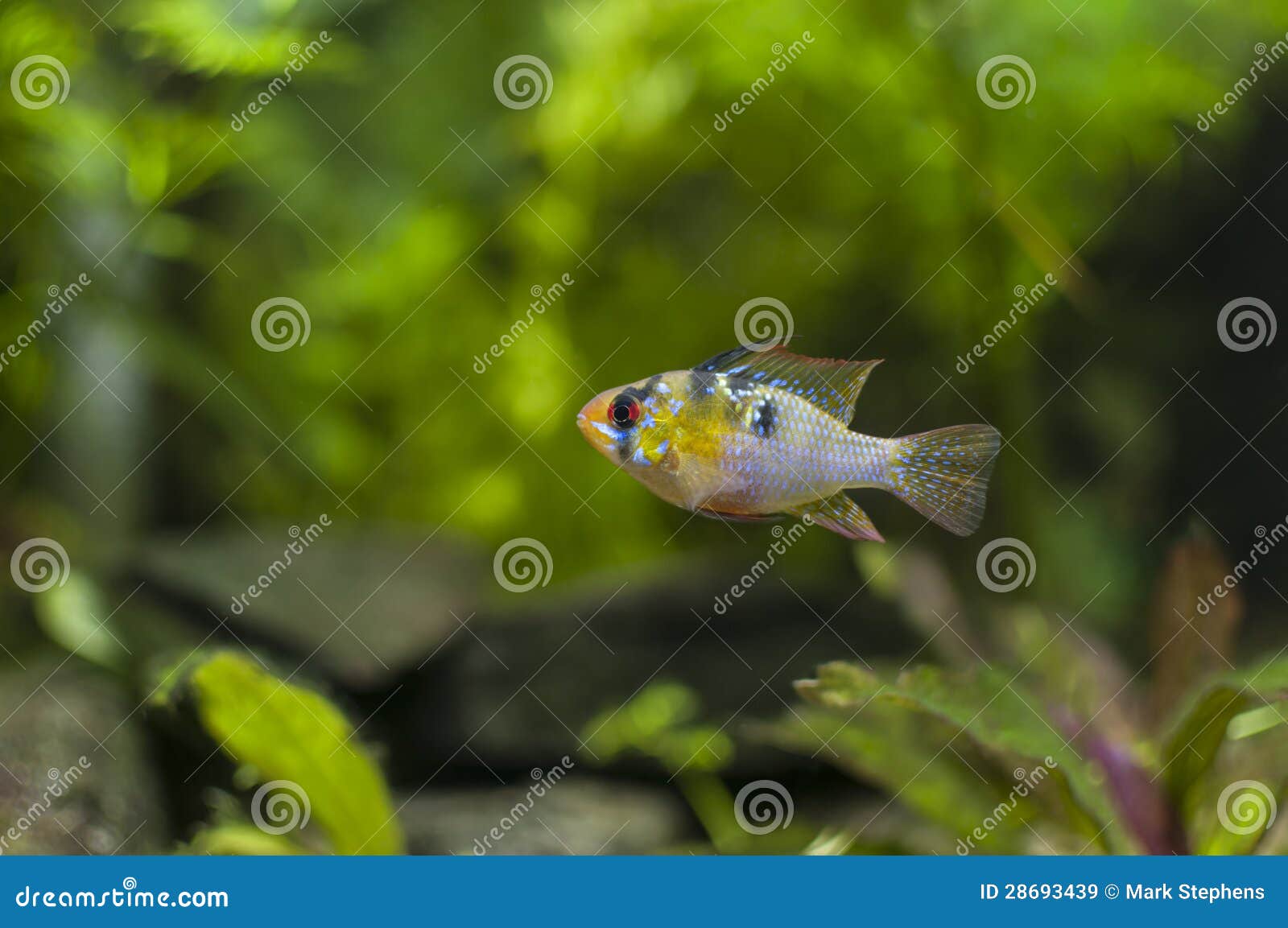 German Ram Cichlid Mikrogeophagus Ramirezi Aquarium Fish Butterfly ...