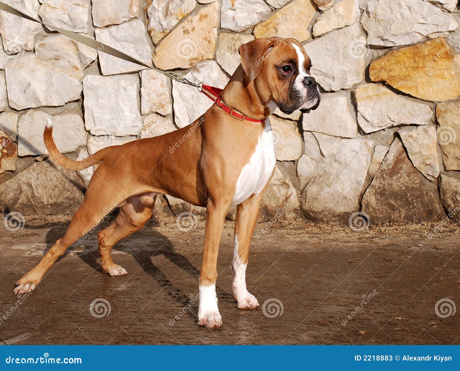 The German boxer 02 stock image. Image of breed, friendship - 2218883