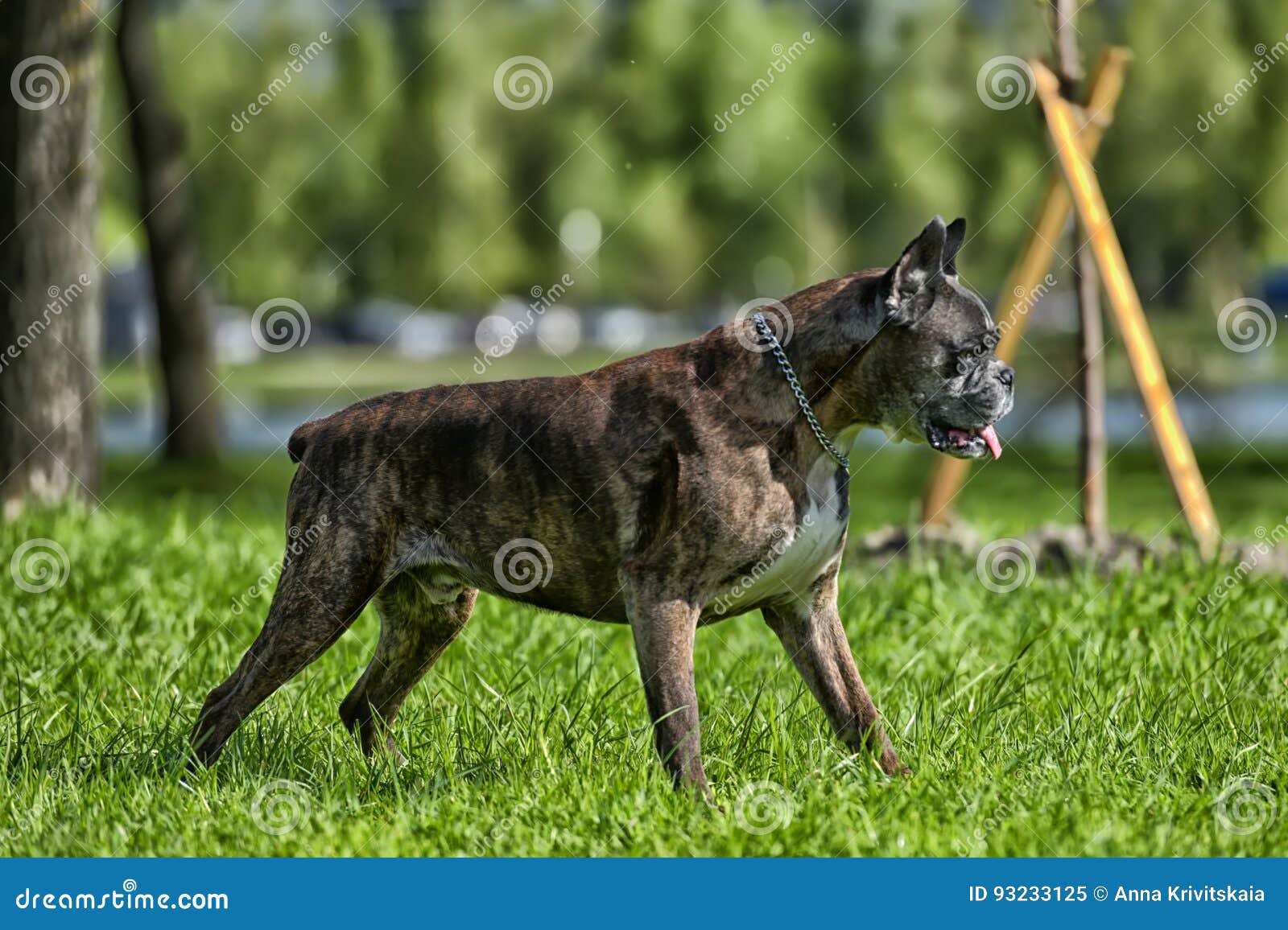 German Boxer with Cropped Ears Playing Stock Image - Image of brindle ...