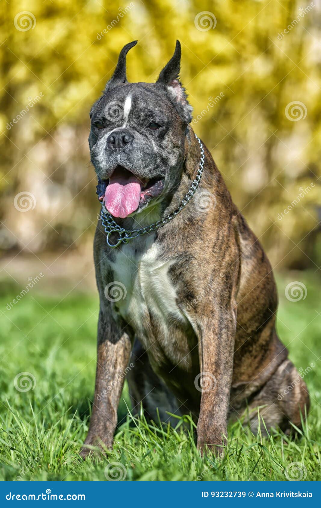German Boxer with Cropped Ears Stock Image - Image of germandogs, green ...
